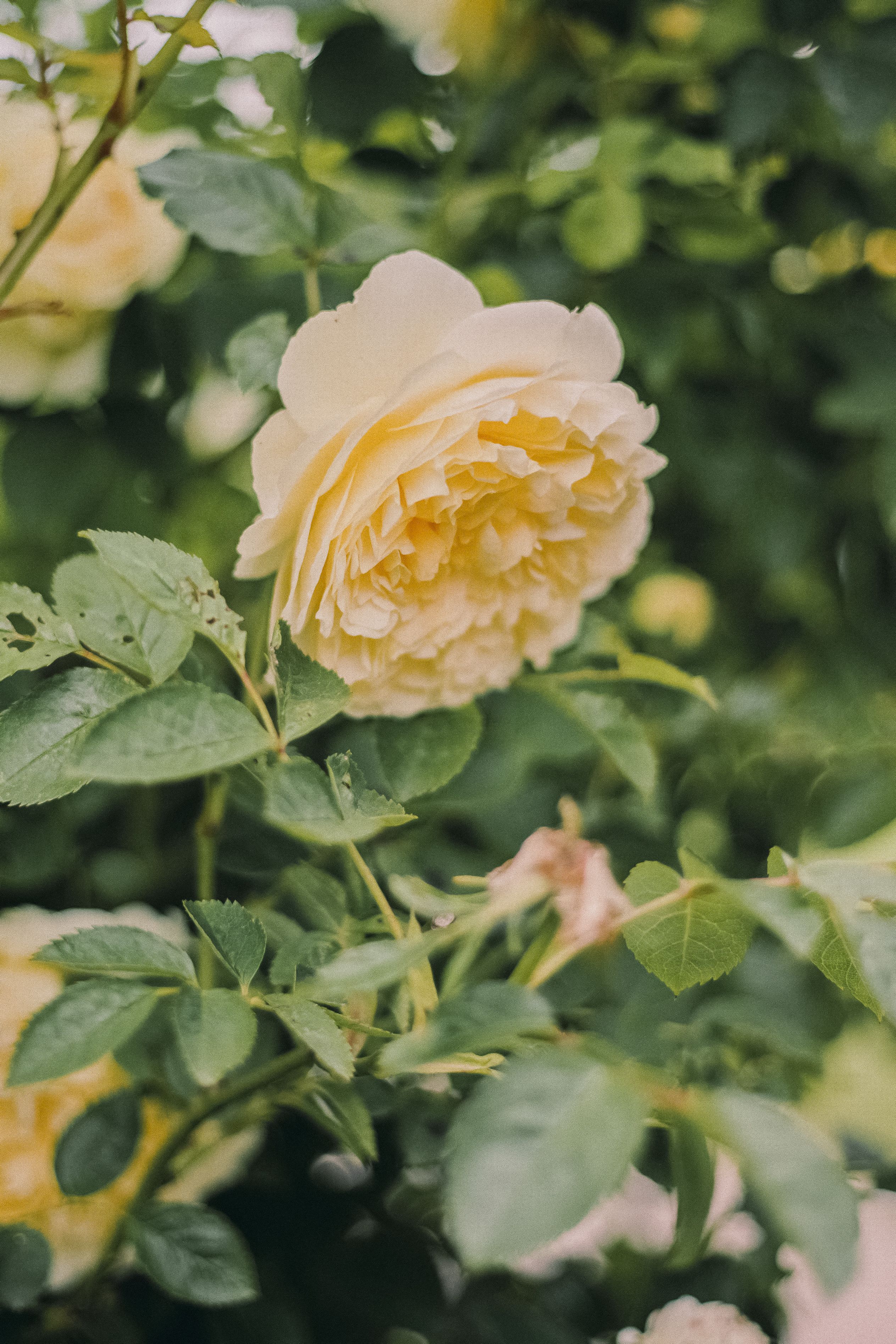 Cambridge Rose Photos, Download The BEST Free Cambridge Rose Stock ...