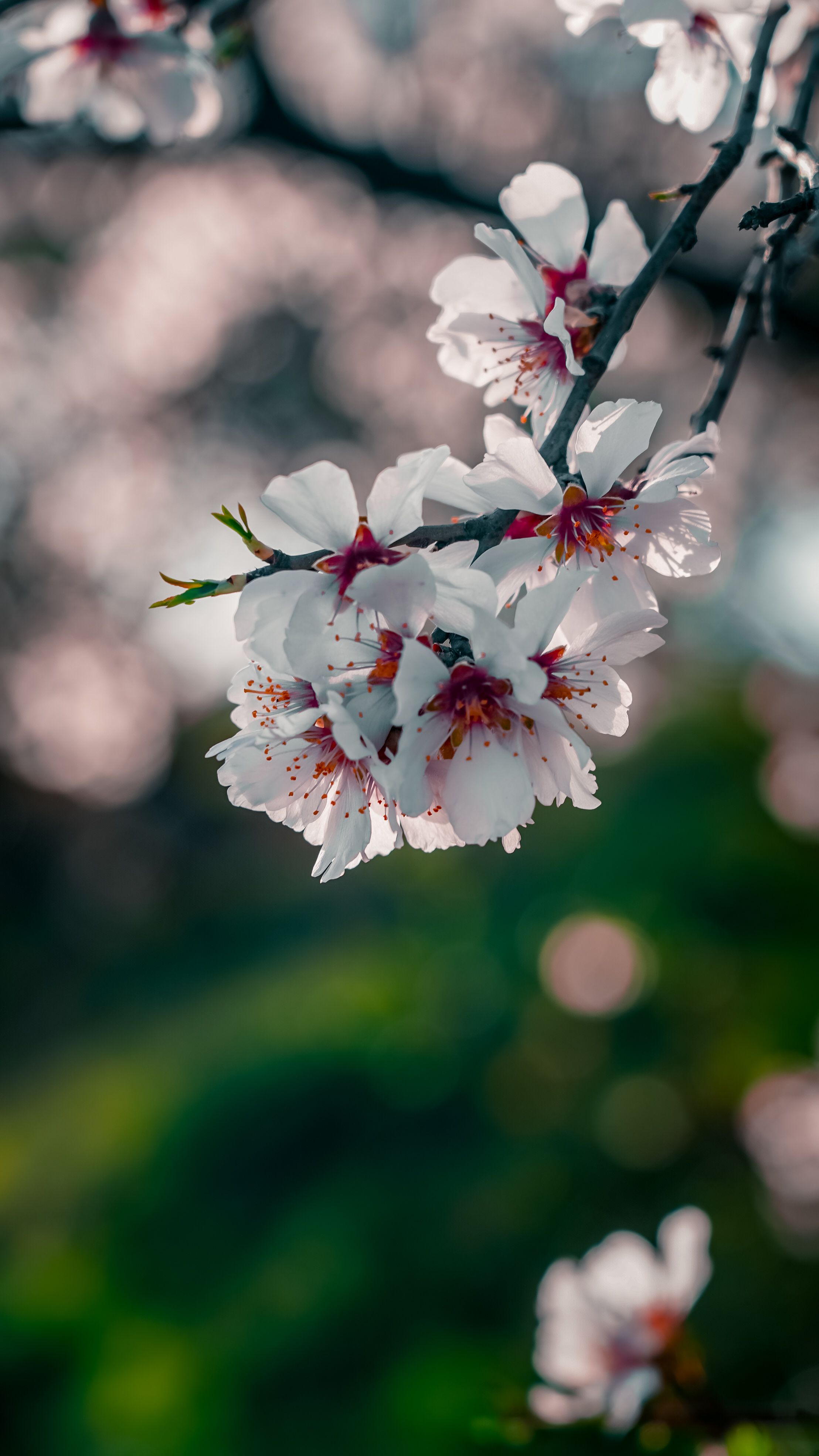 Blooming cherry tree in spring nature · Free Stock Photo