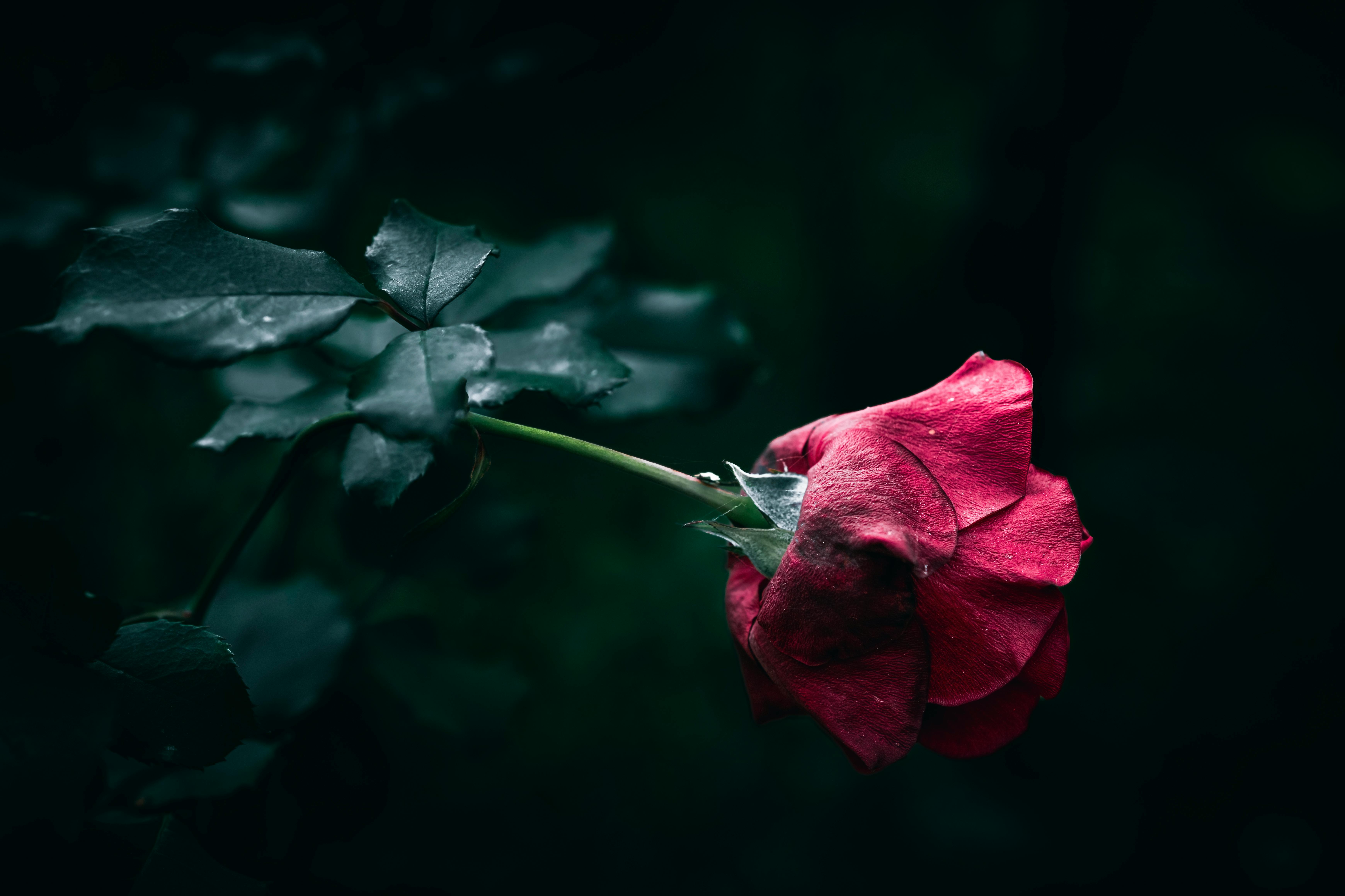 Foto de stock gratuita sobre aislado, amor, belleza, belleza natural ...