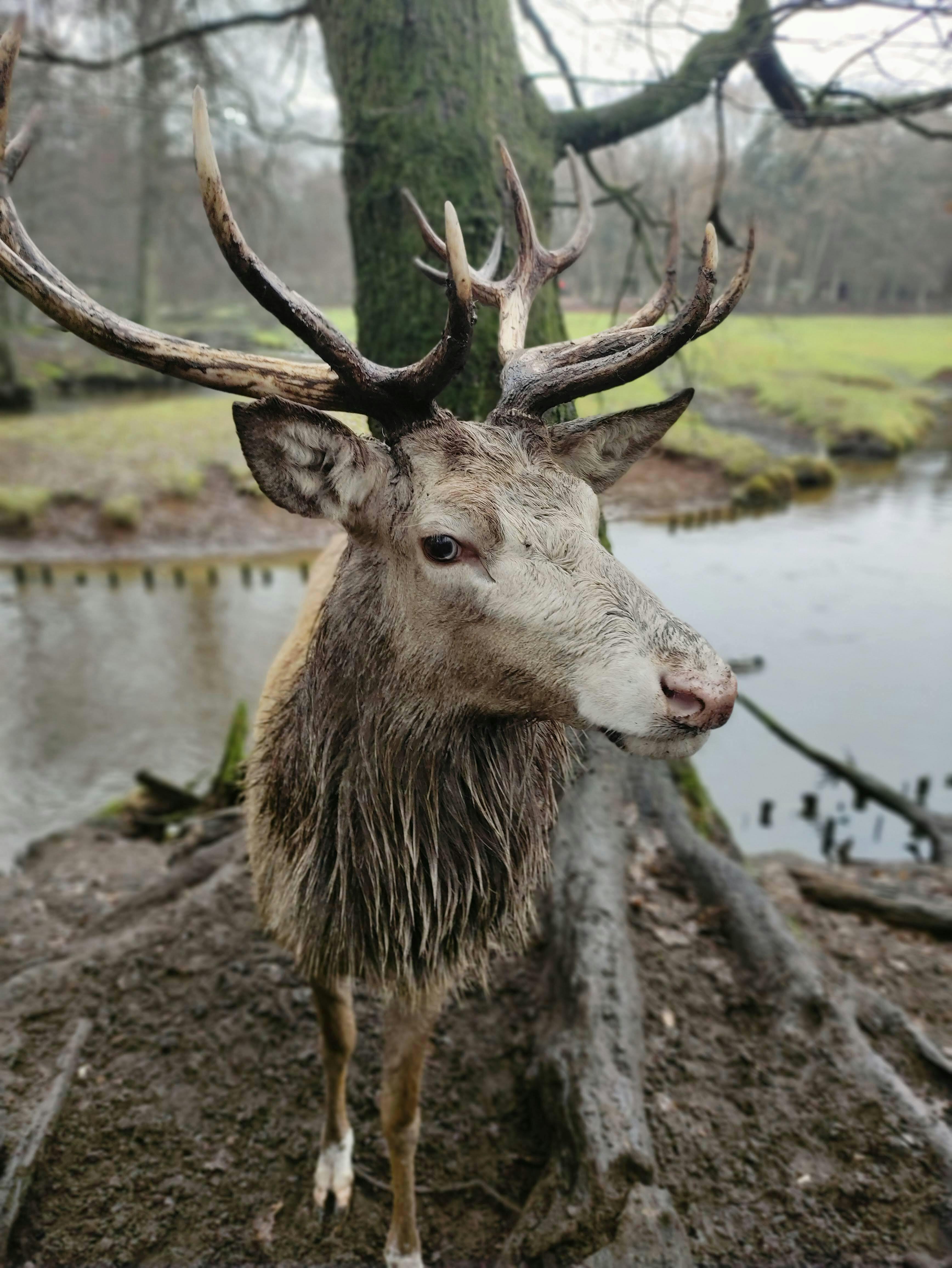 Reindeer Wallpaper Photos, Download The BEST Free Reindeer Wallpaper ...