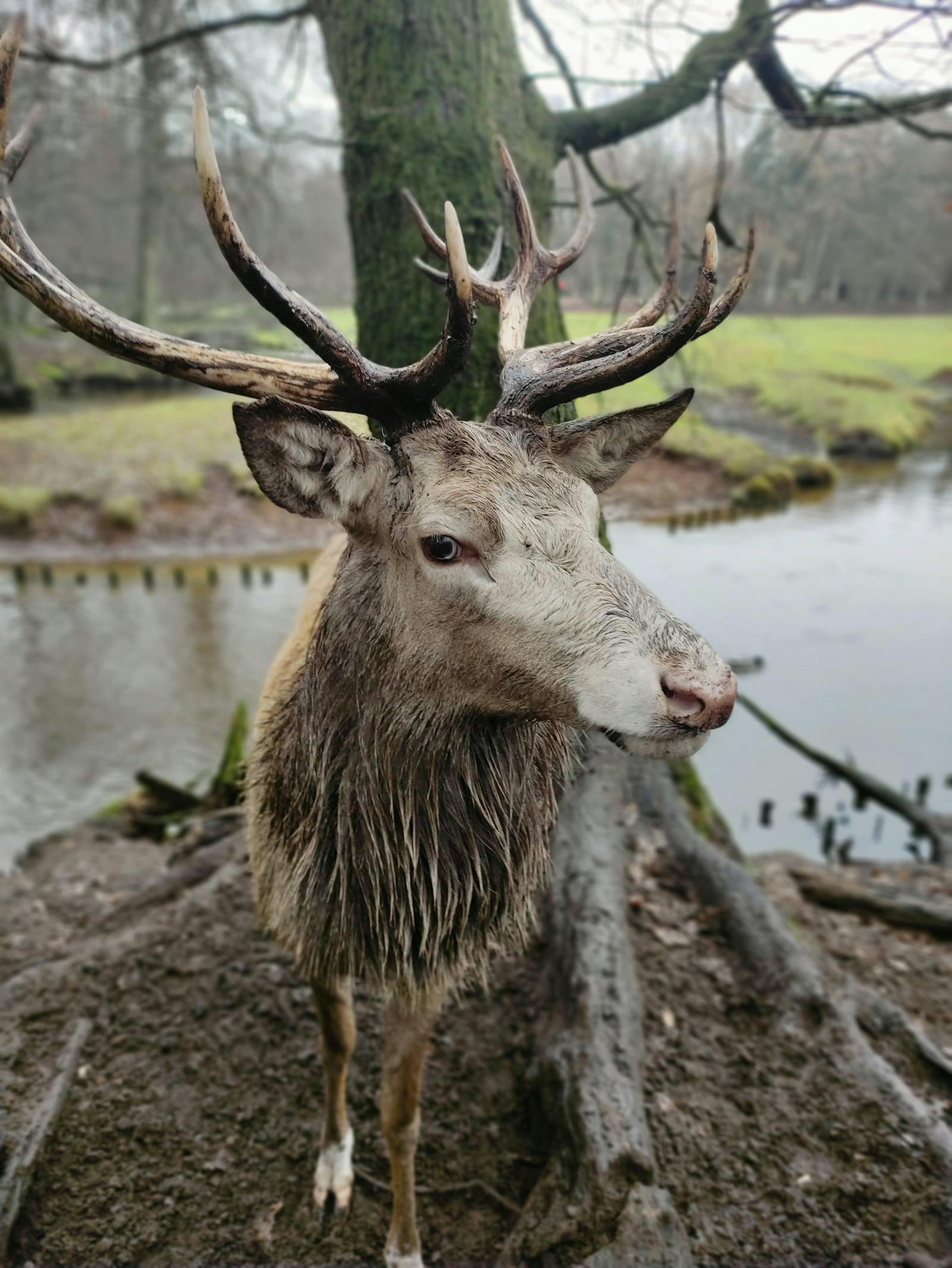 Deer Images Photos, Download The BEST Free Deer Images Stock Photos ...