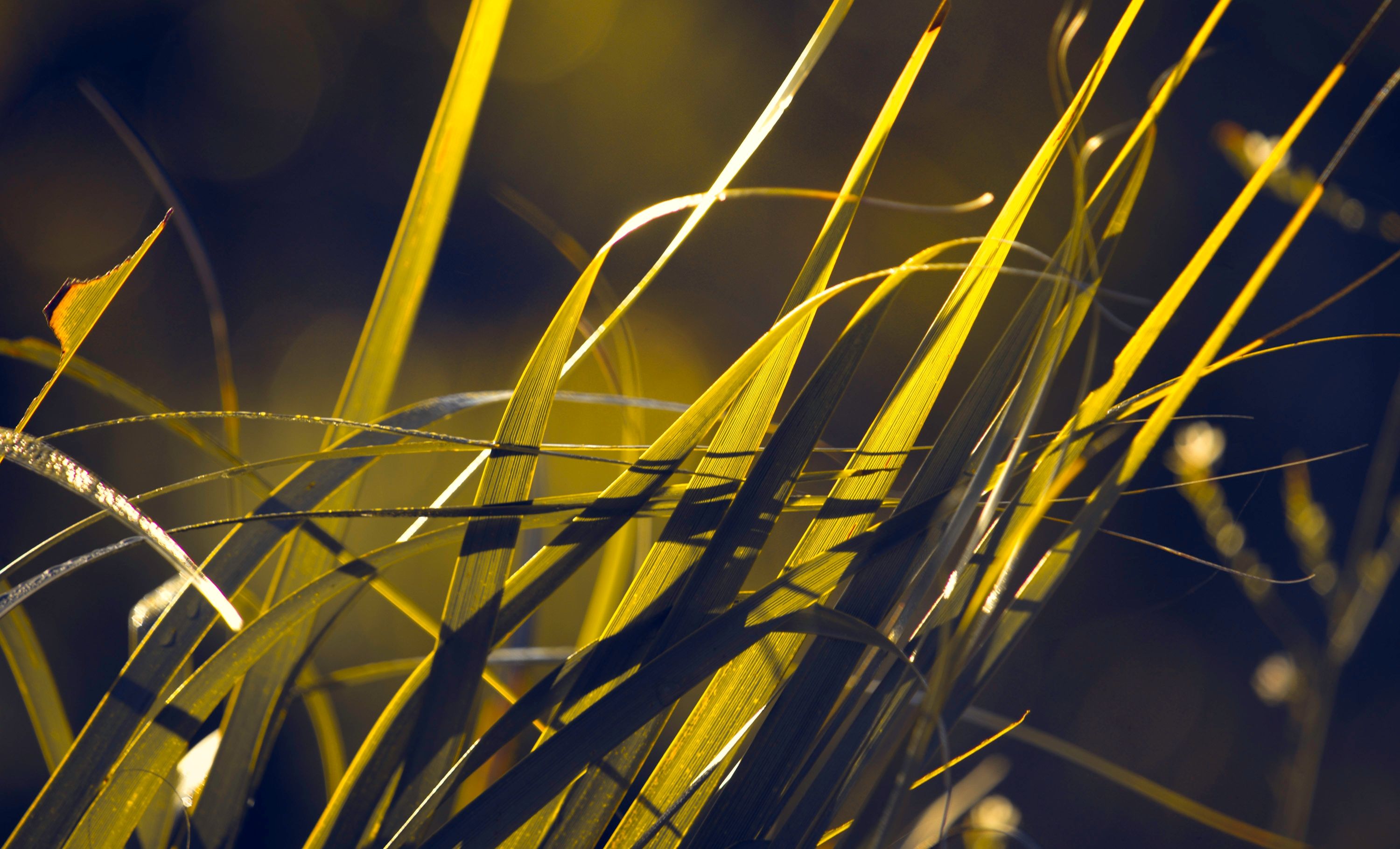 Nahaufnahme Fotografie Von Grünem Gras · Kostenloses Stock Foto