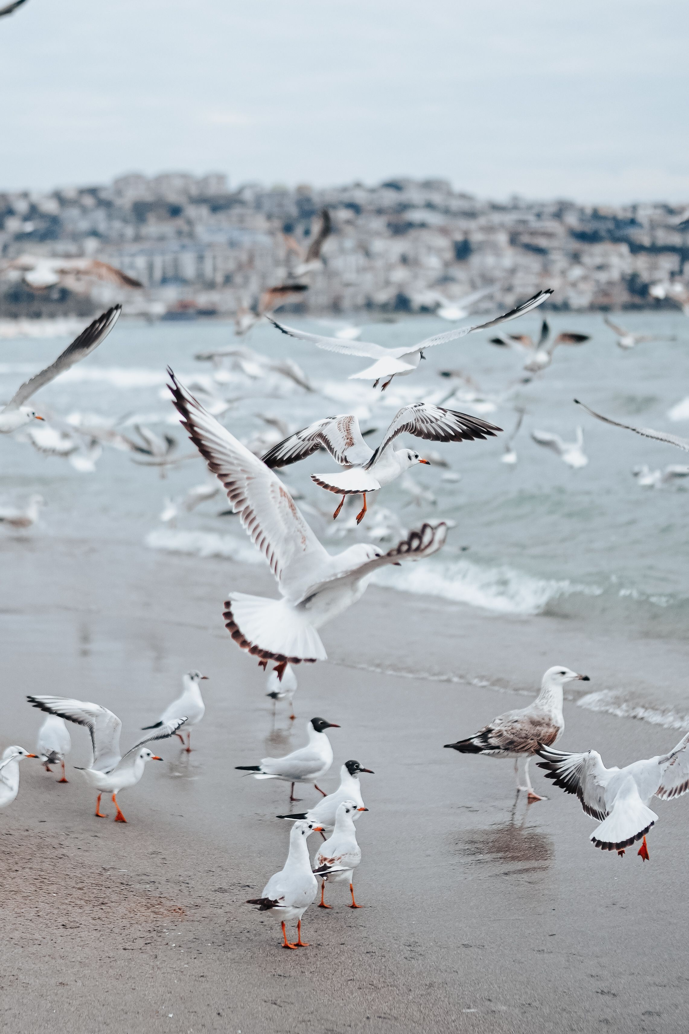 Seagull Soaring on Top of Pebble Field at Beach · Free Stock Photo