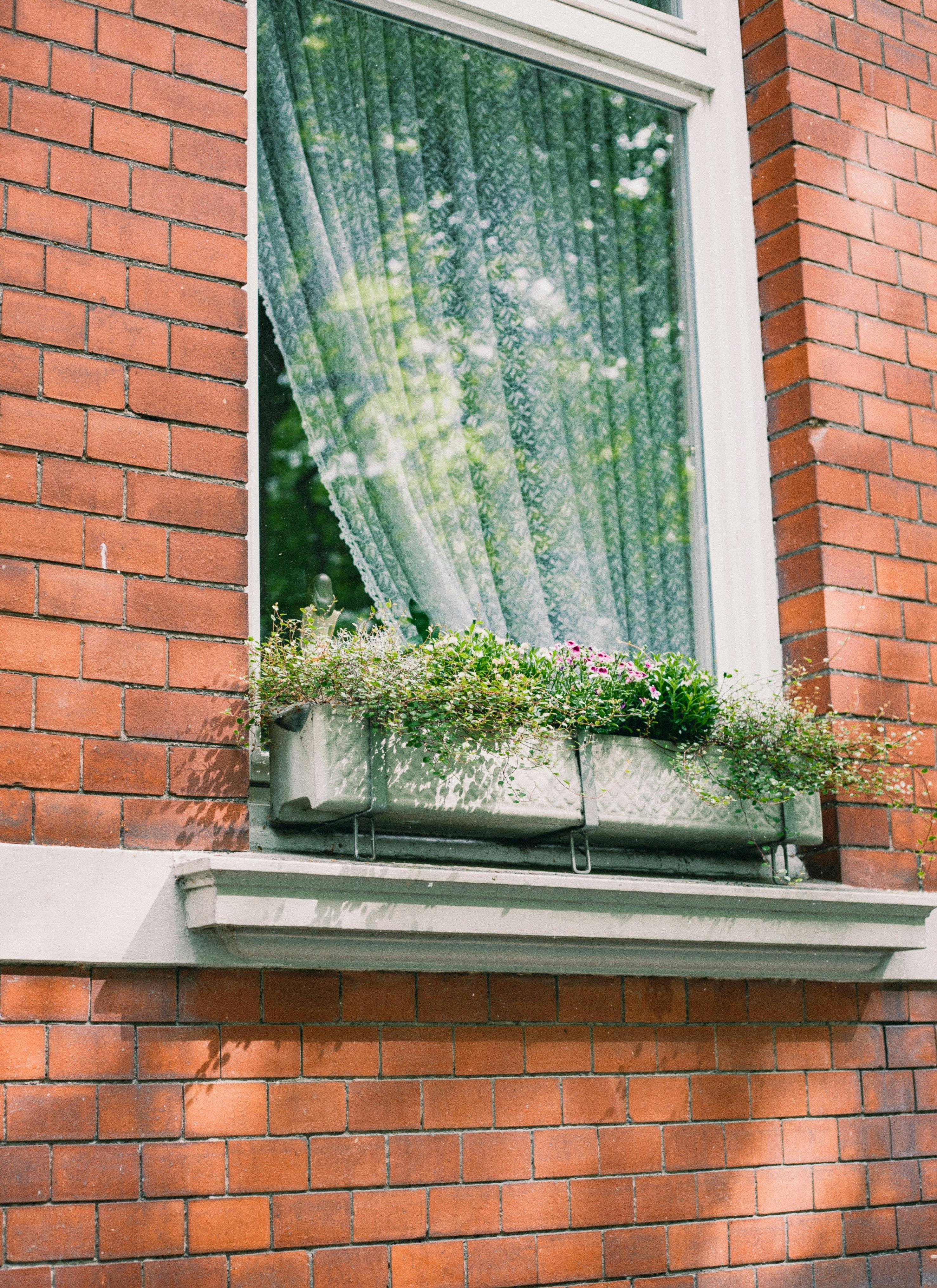 Window Covered by Plant in Bricks Wall · Free Stock Photo