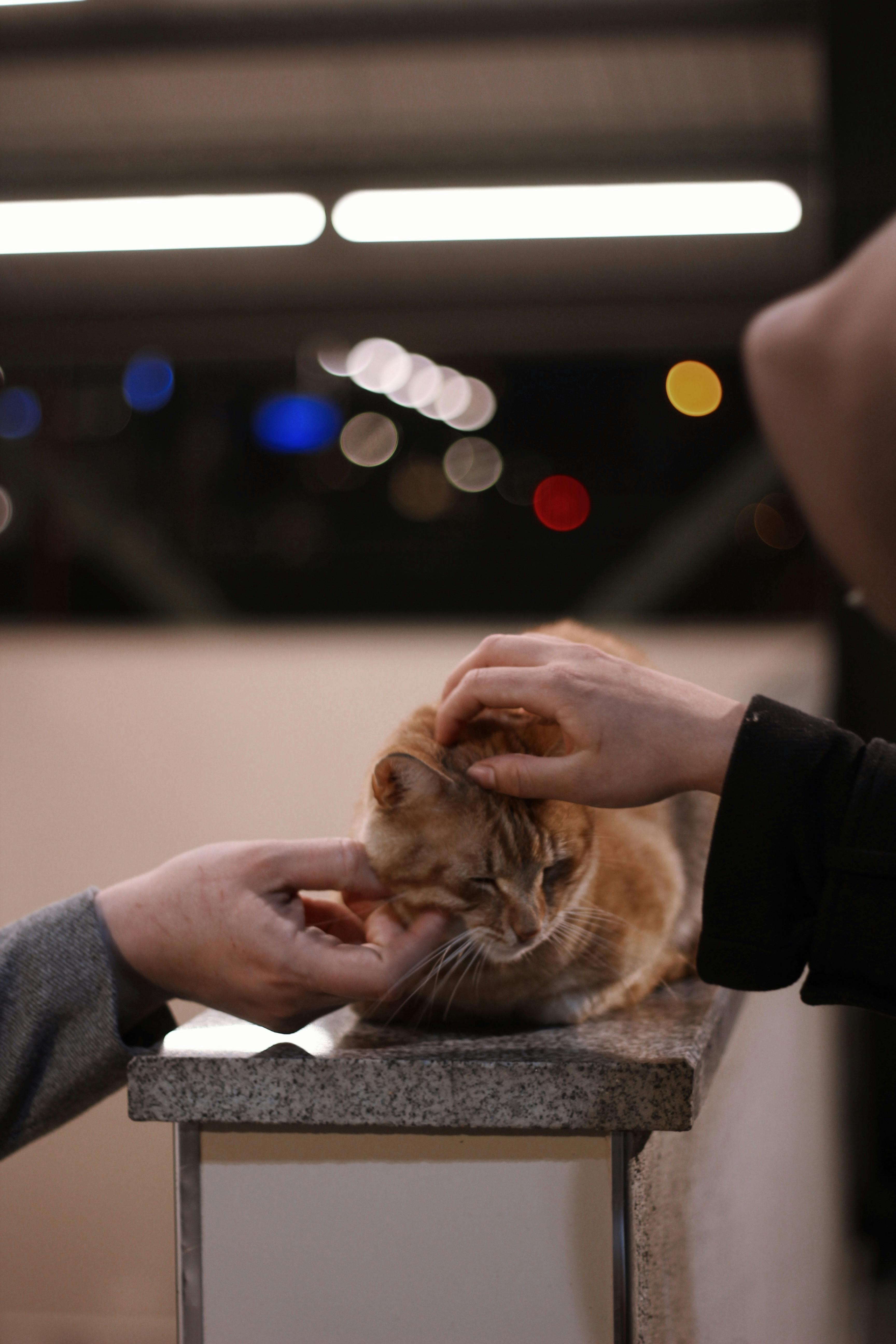 People Petting a Little Cat · Free Stock Photo