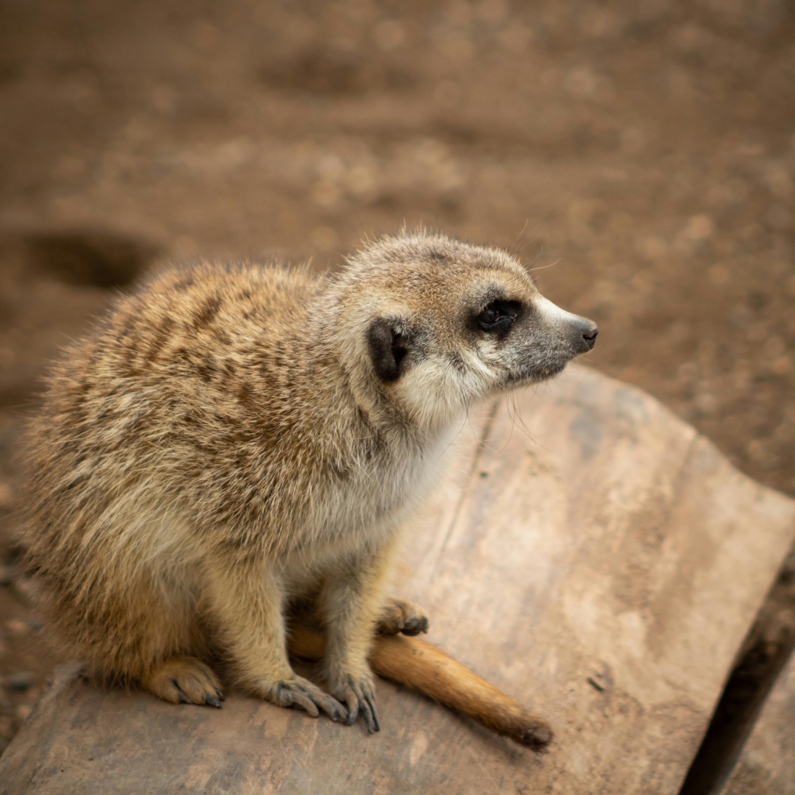 Close up of Meerkat · Free Stock Photo