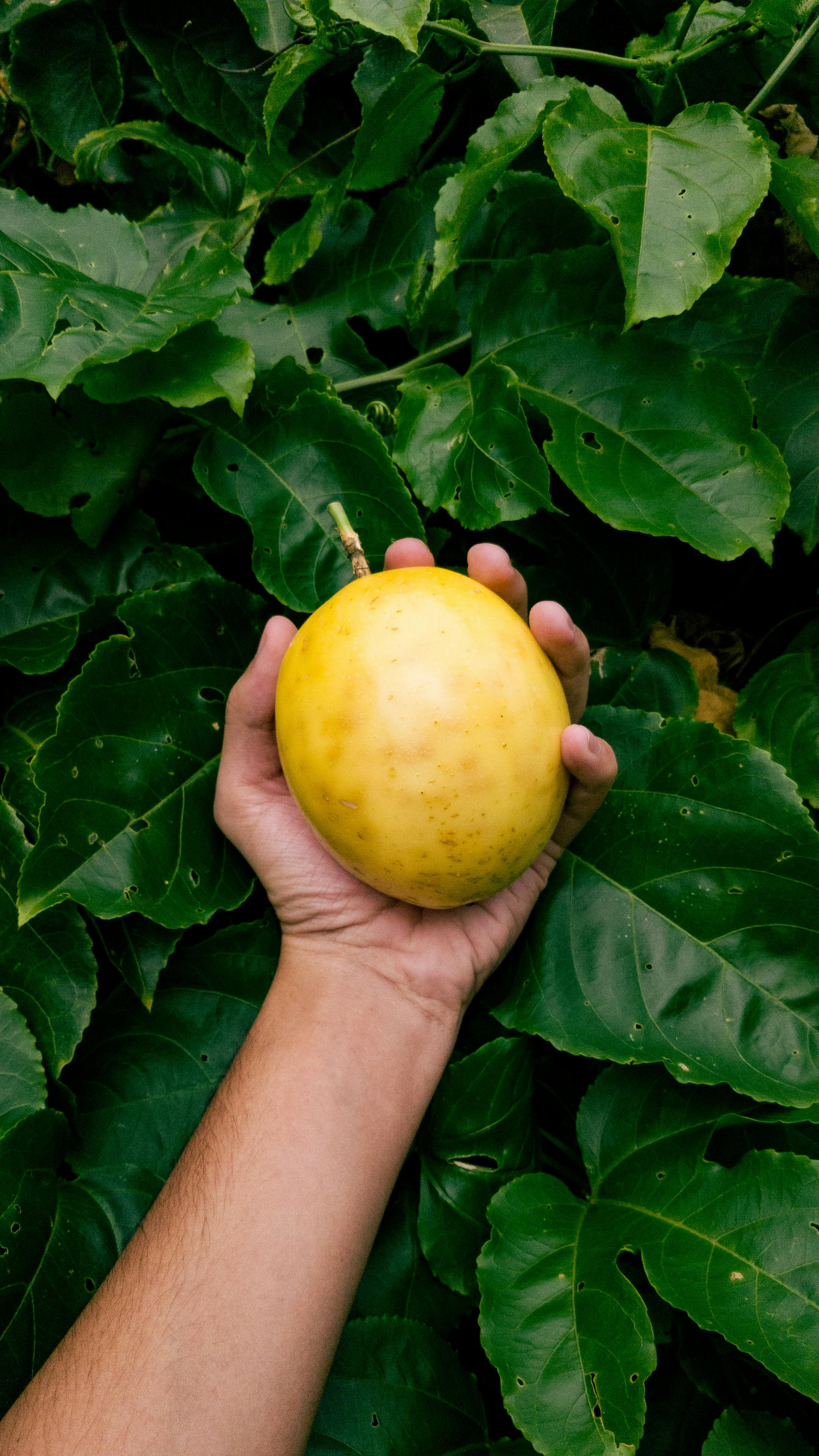 Abiú Photos, Download The BEST Free Abiú Stock Photos & HD Images