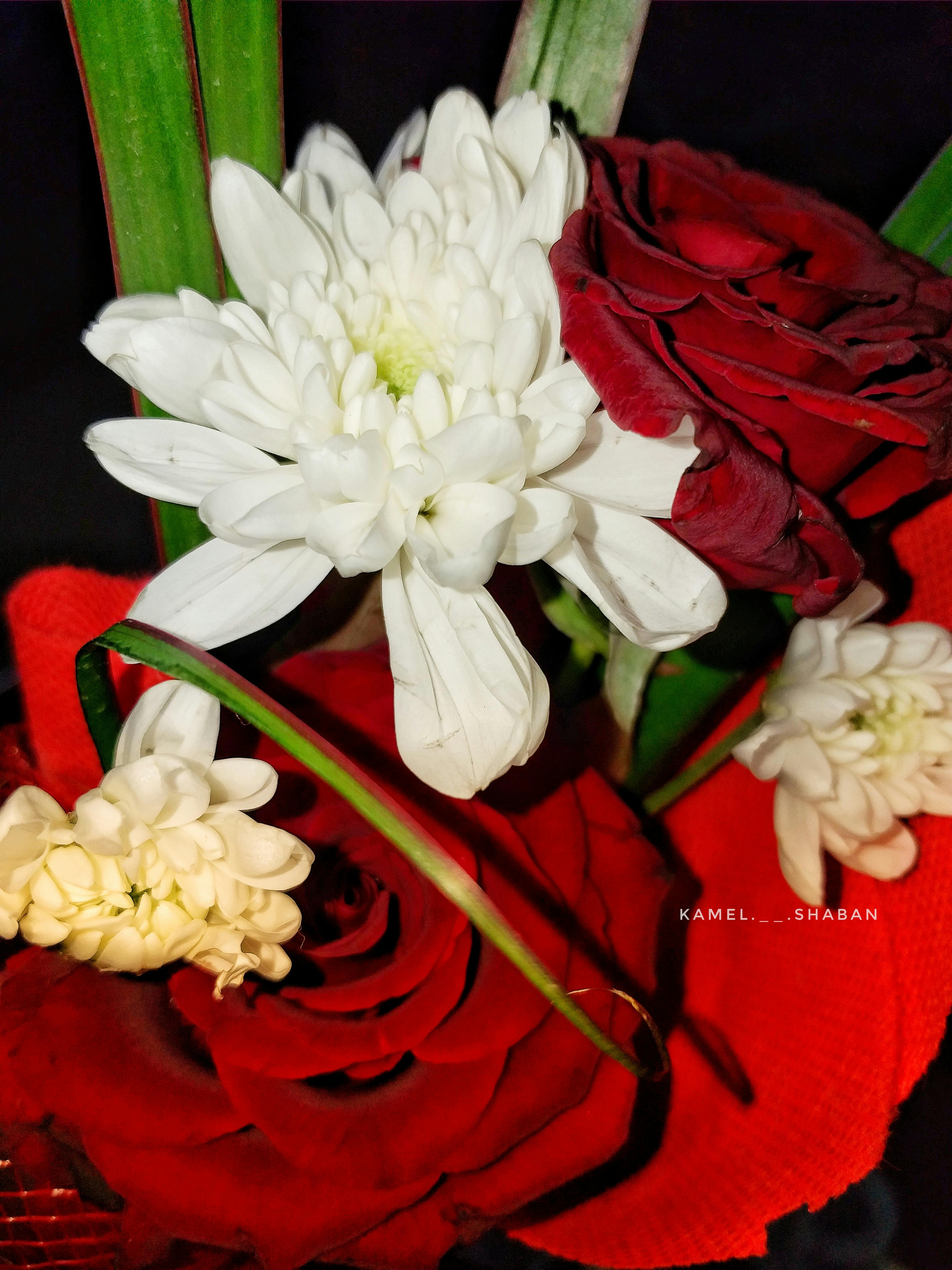 Free stock photo of ورد 🌌💜