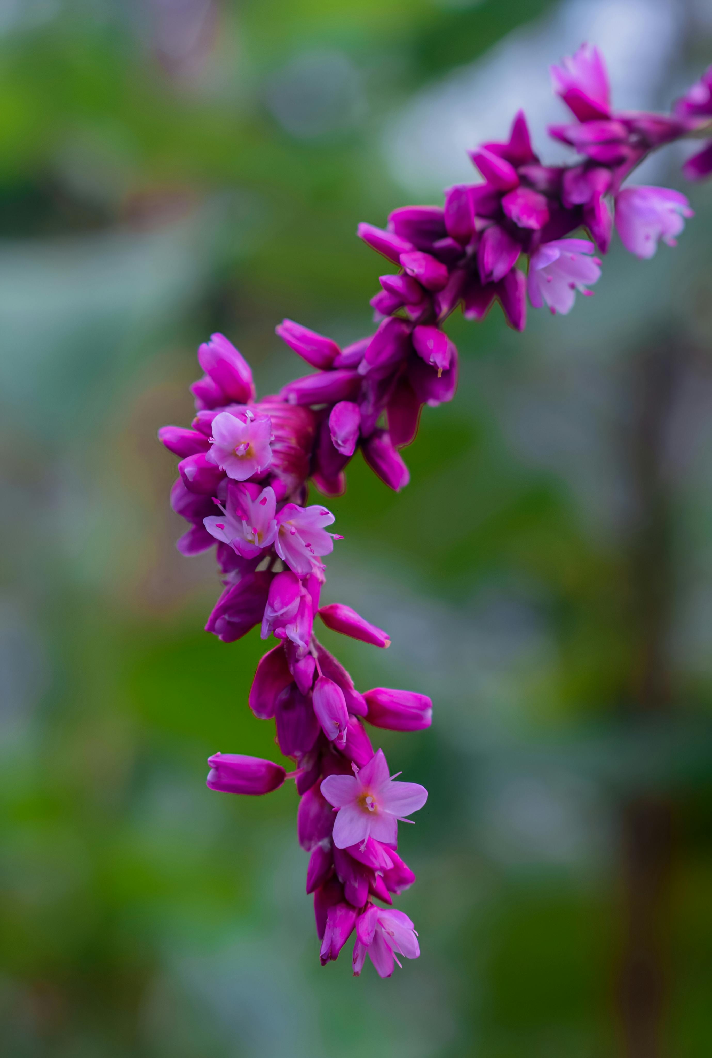 Princess-Feathers Flowers in Close-up View · Free Stock Photo