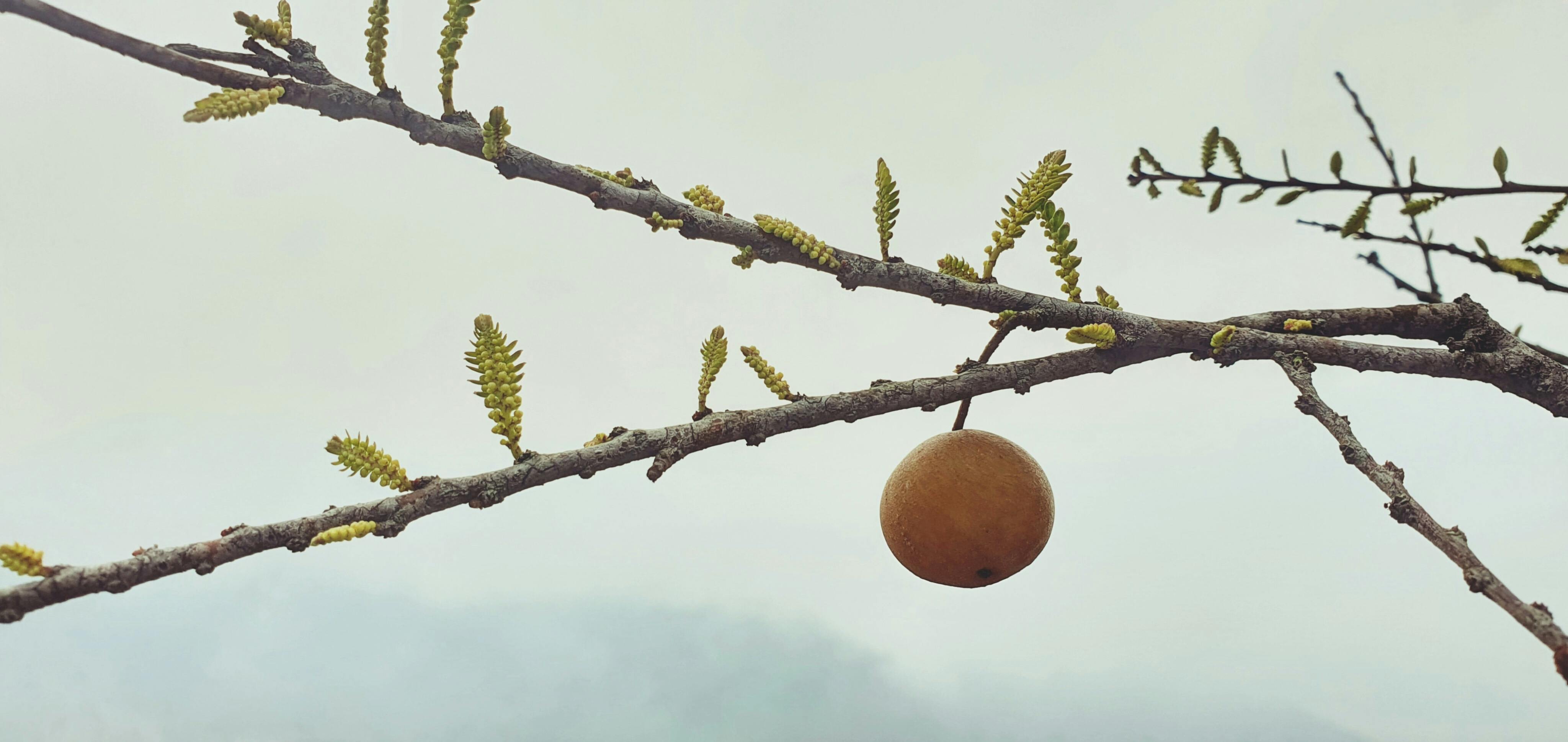 Vivian Nguyen Fotografía