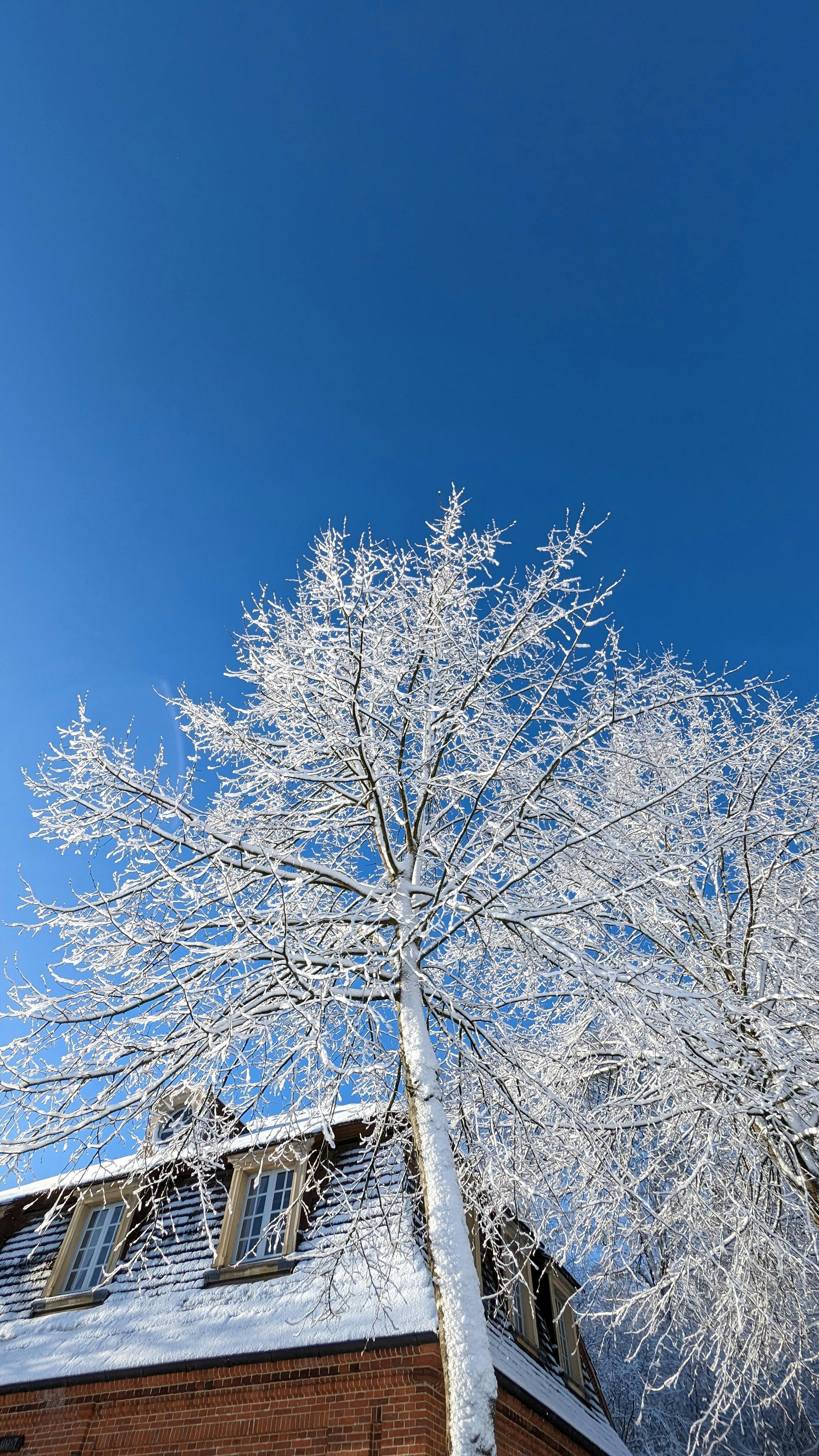 Frost on Tree in Winter · Free Stock Photo