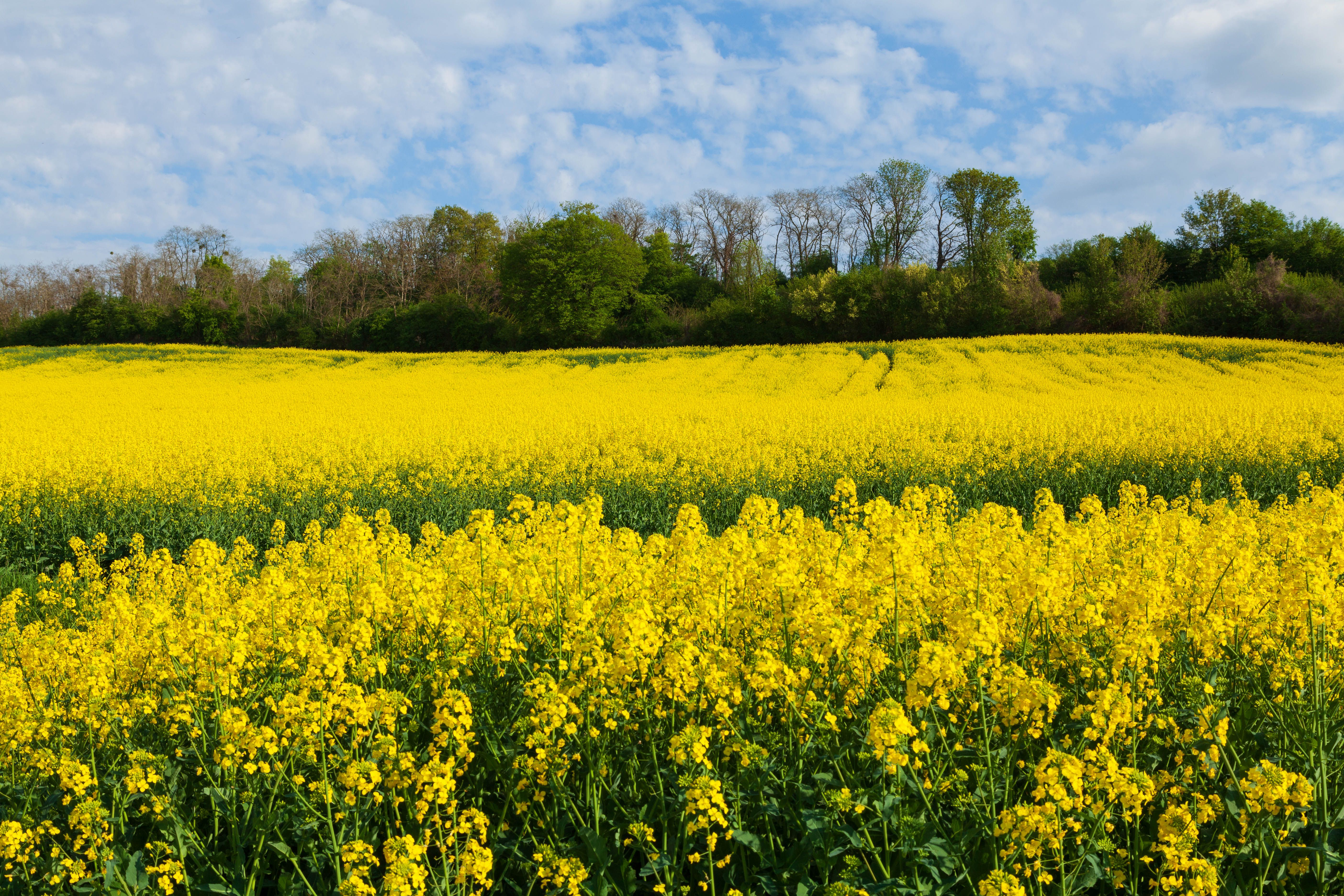 Yellow Flowers on a Field · Free Stock Photo