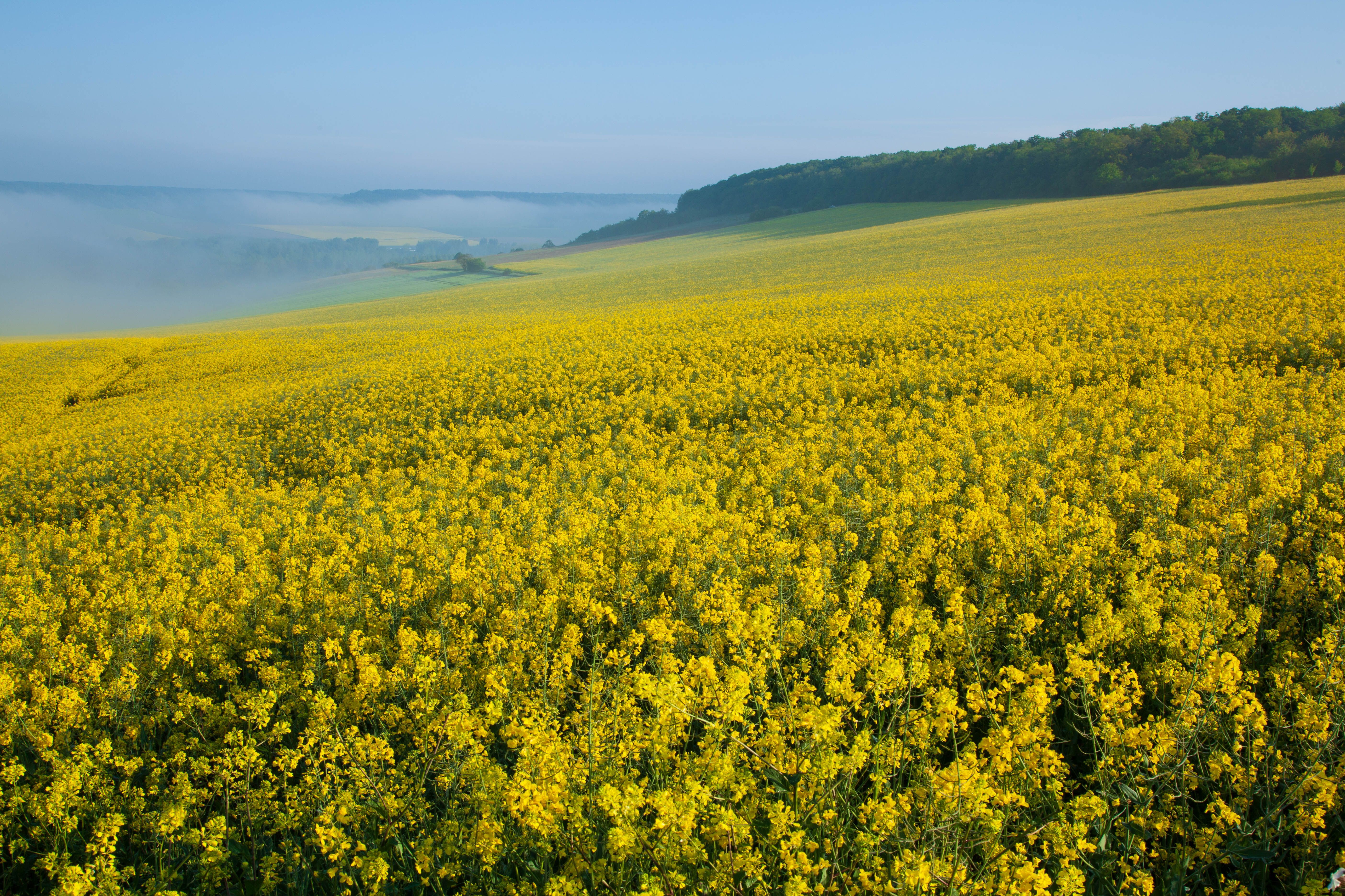 Yellow Flowers on a Field · Free Stock Photo