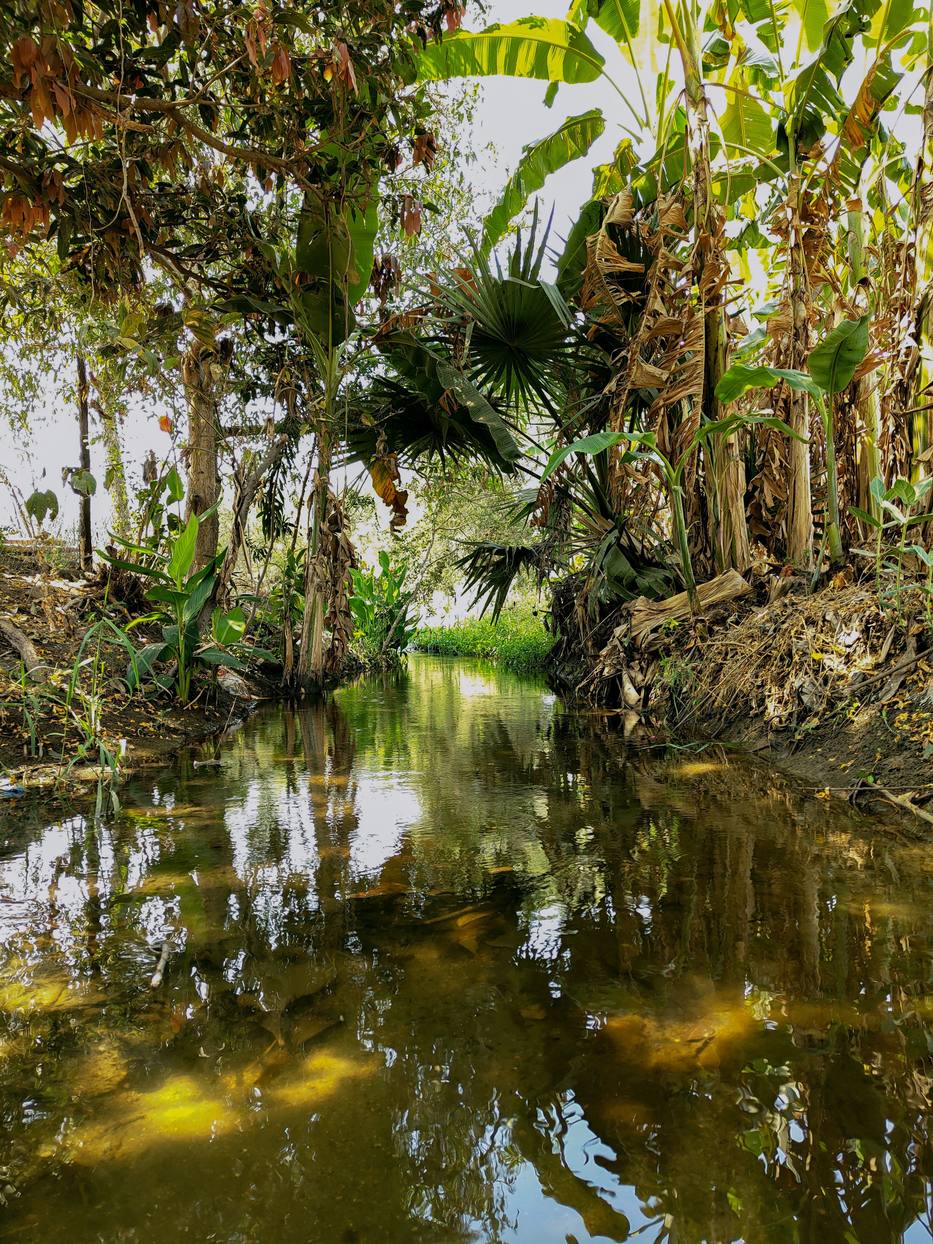 A river with trees and plants in the background · Free Stock Photo