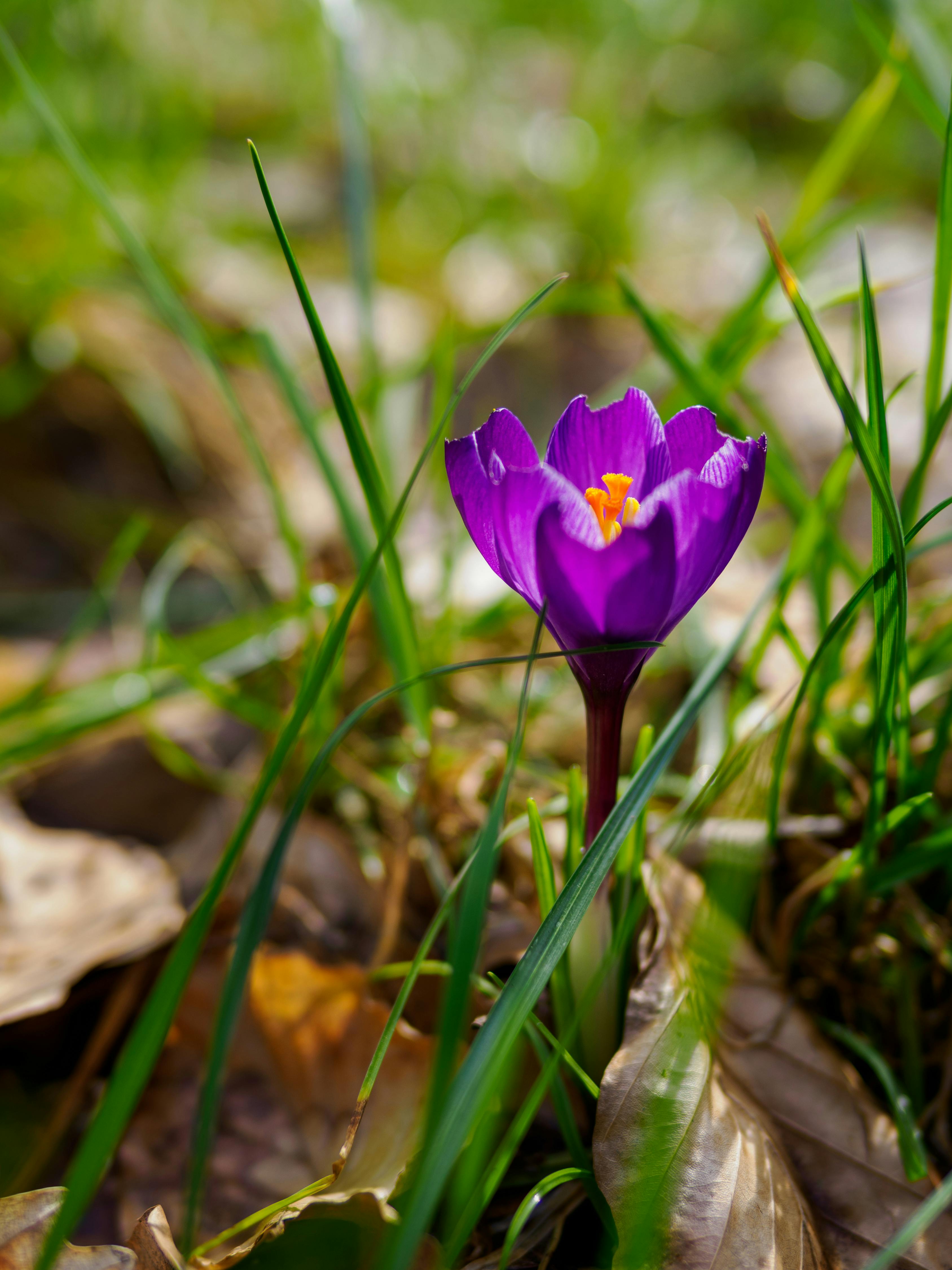 Crocus Flower Skyler Ewing Photos, Download The BEST Free Crocus Flower ...