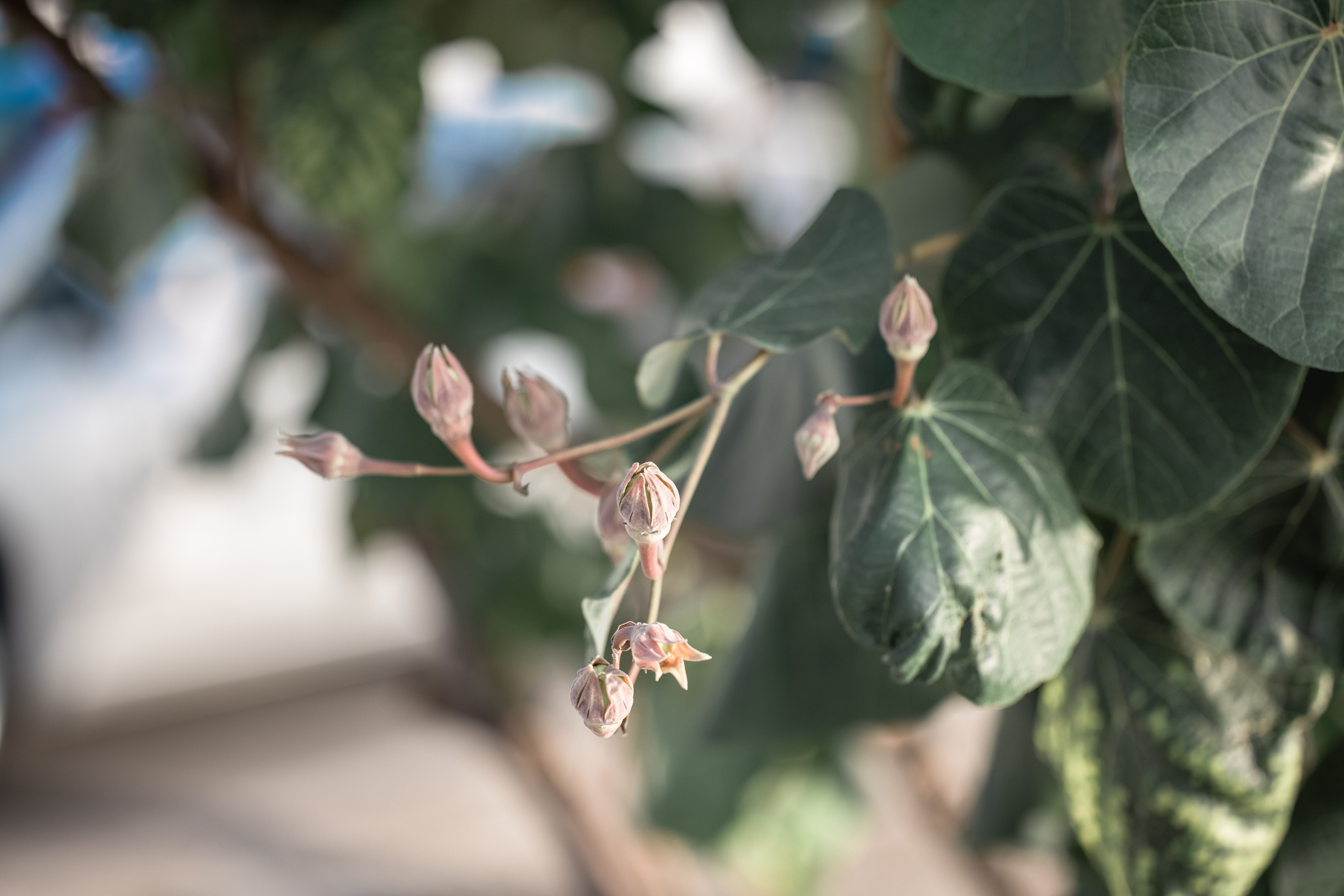 Buds on Branches · Free Stock Photo
