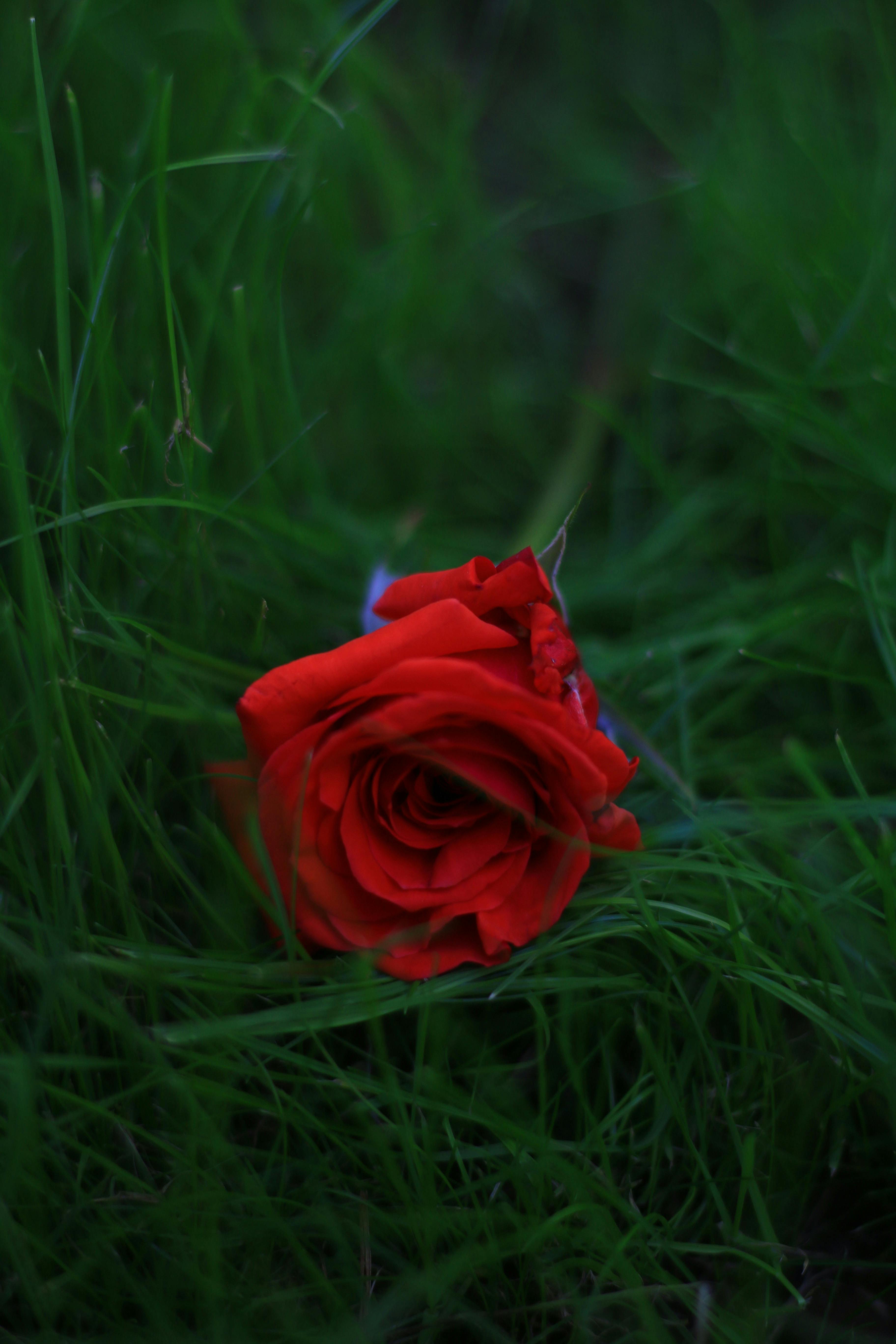 Red Rose Lying in Green Grass · Free Stock Photo