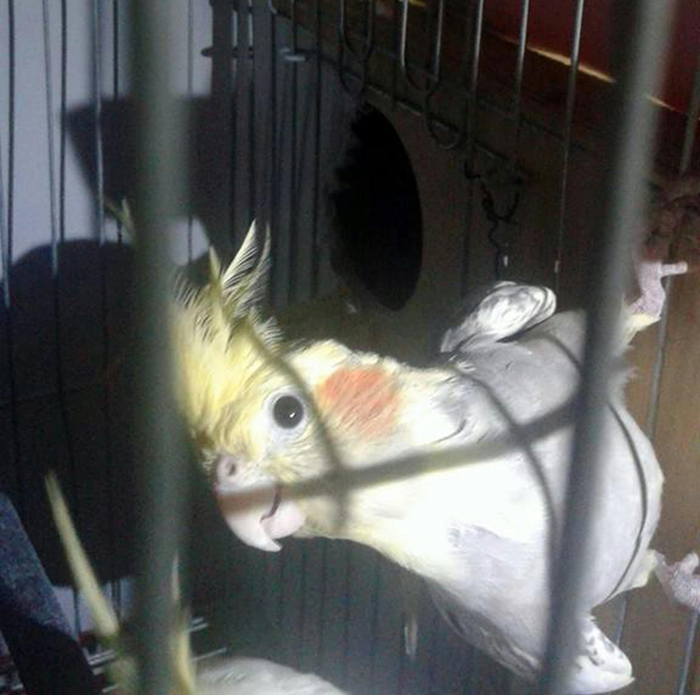 cockatiel 30 Photos & Videos Collected by Faris Slamah