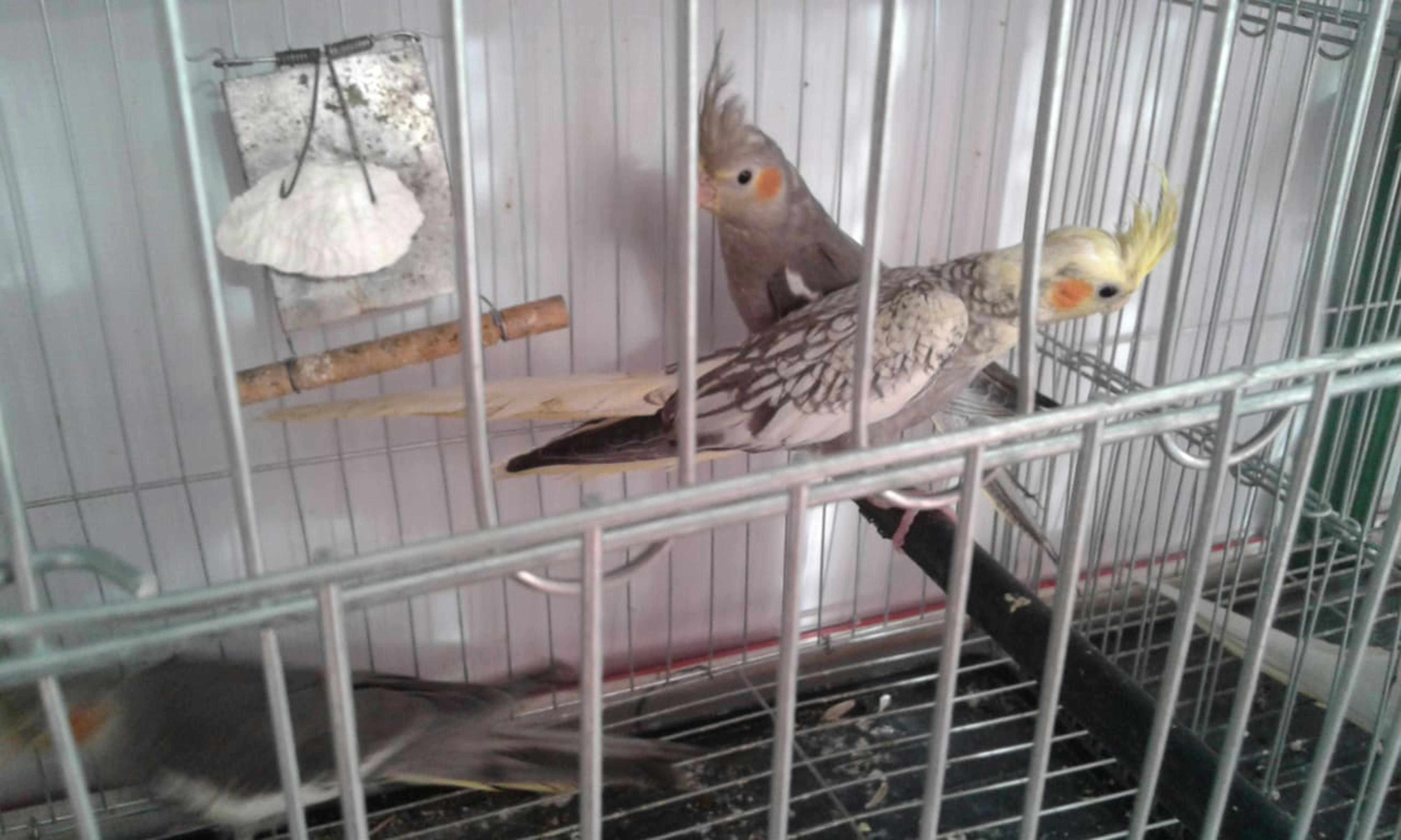 cockatiel 30 Photos & Videos Collected by Faris Slamah