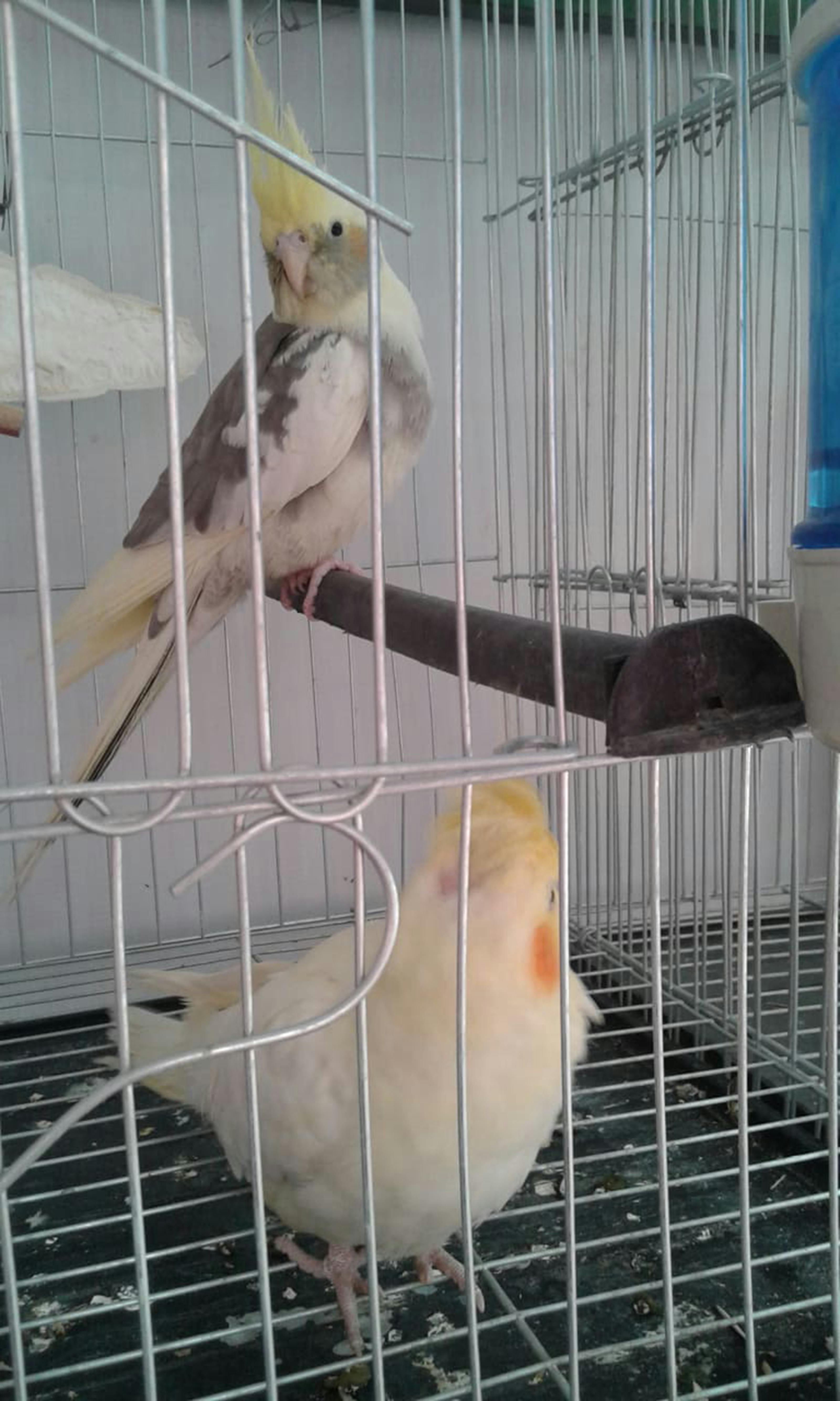 cockatiel 30 Photos & Videos Collected by Faris Slamah