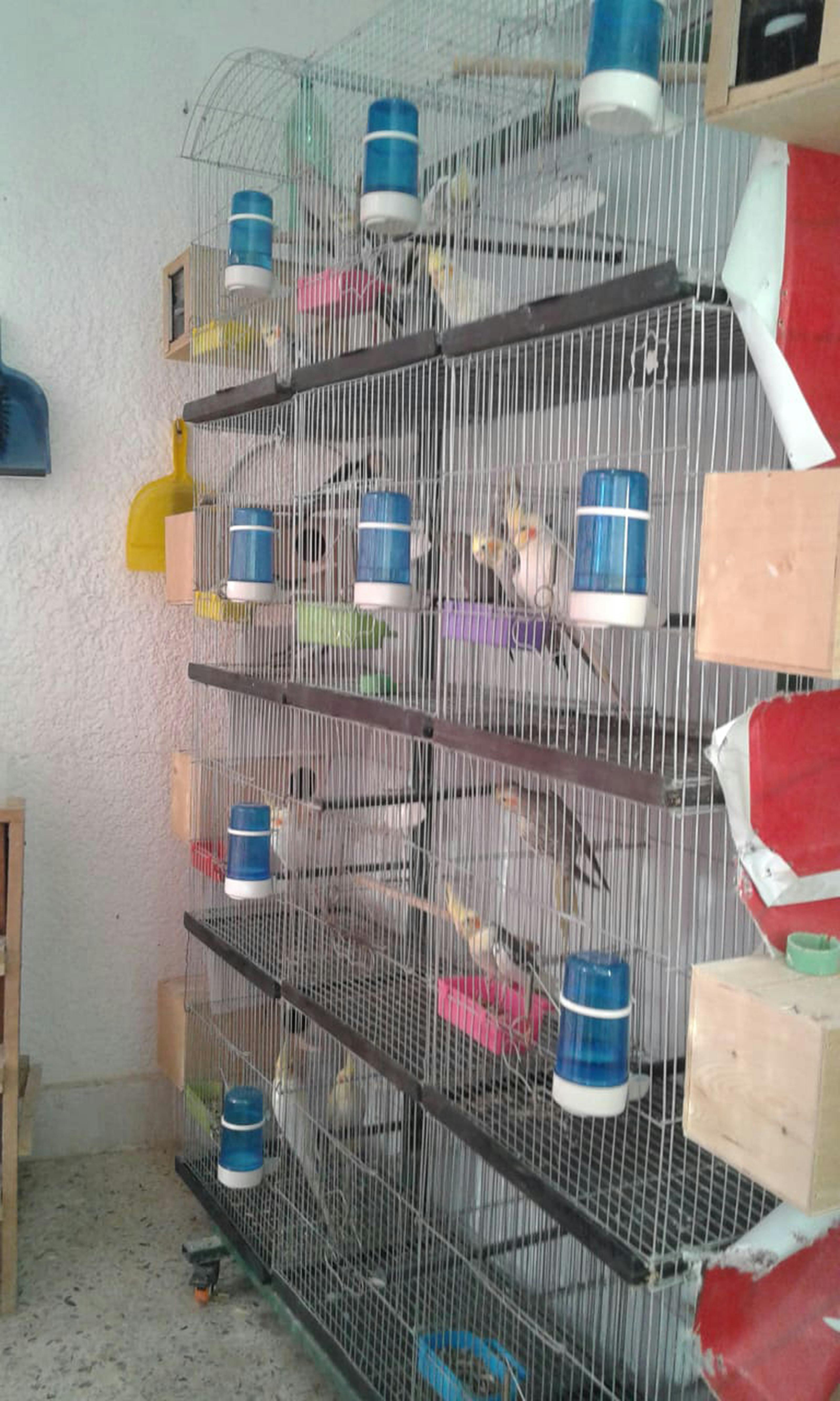 cockatiel 30 Photos & Videos Collected by Faris Slamah