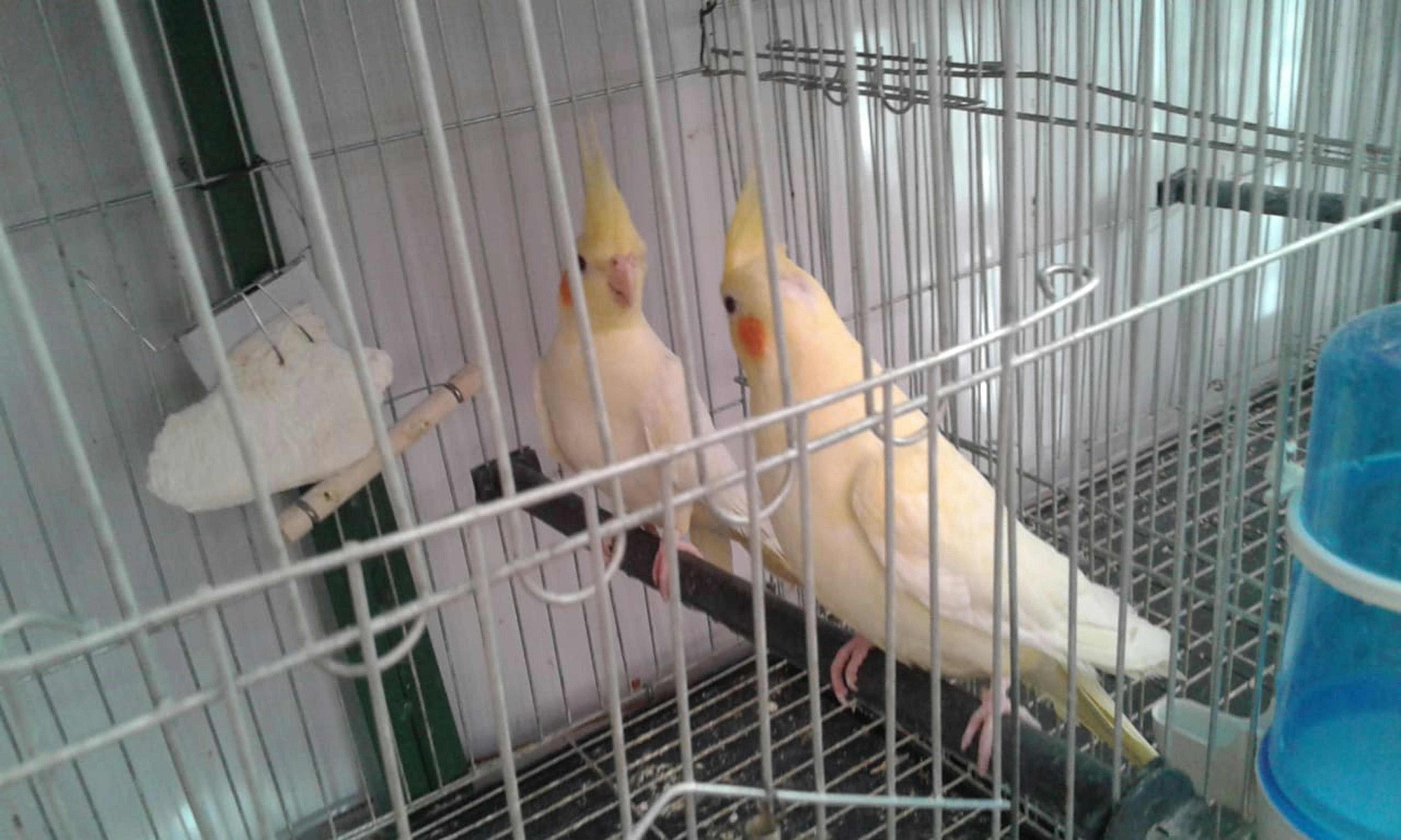 cockatiel 30 Photos & Videos Collected by Faris Slamah
