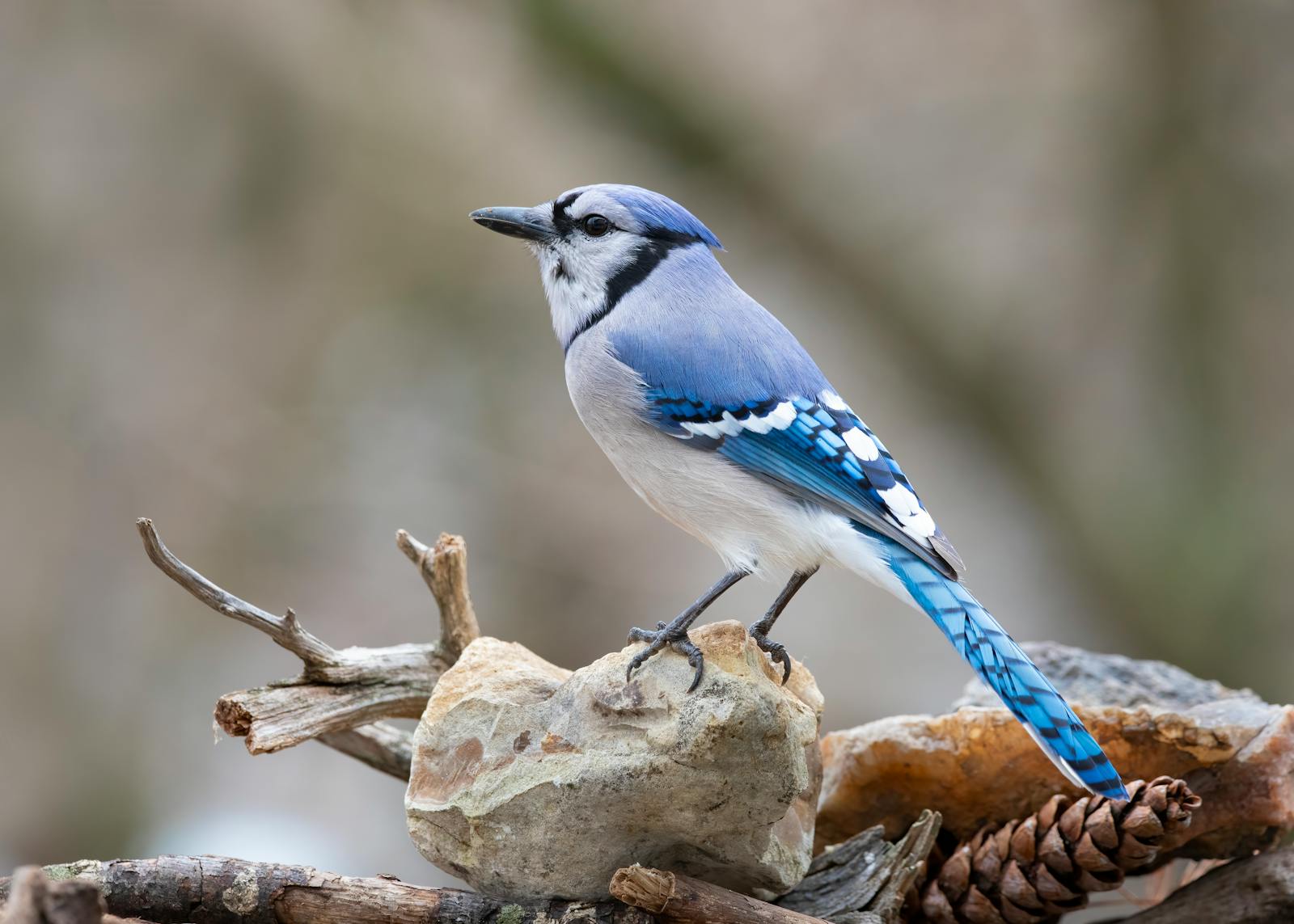Blue Jay Bird Photos, Download The BEST Free Blue Jay Bird Stock Photos ...