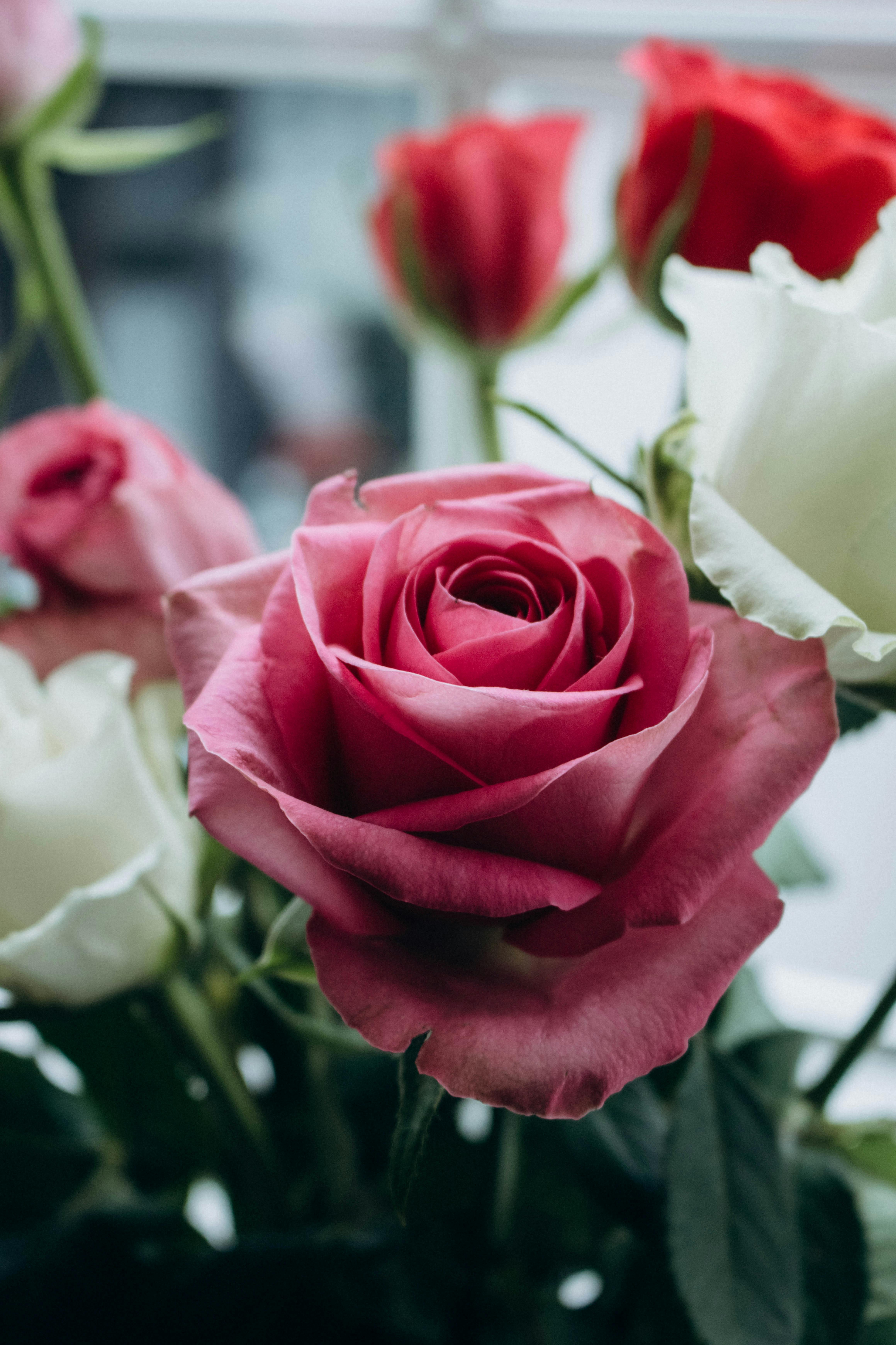 Bouquet of Roses · Free Stock Photo