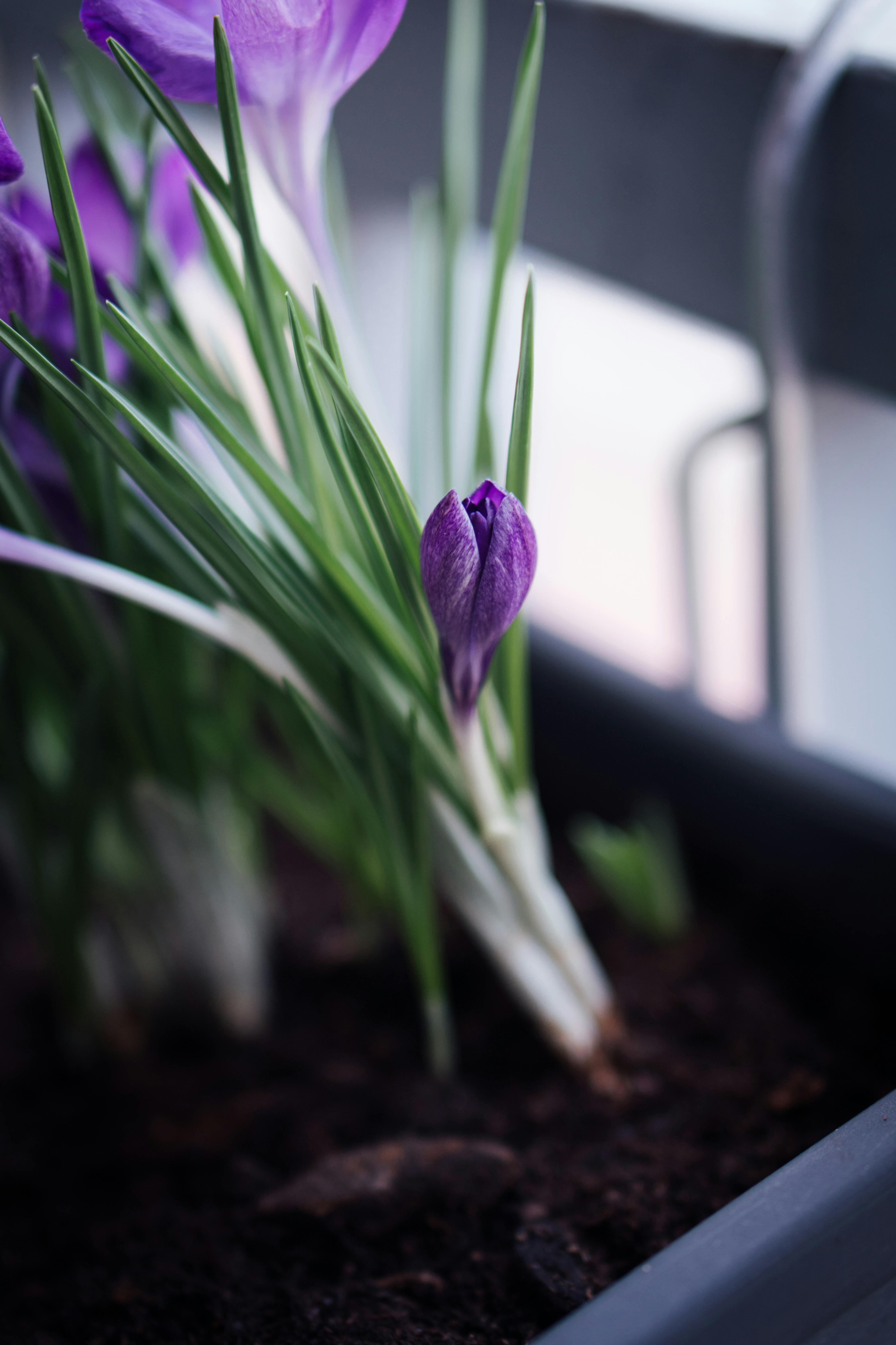 Close-up of a Pot with Crocuses · Free Stock Photo