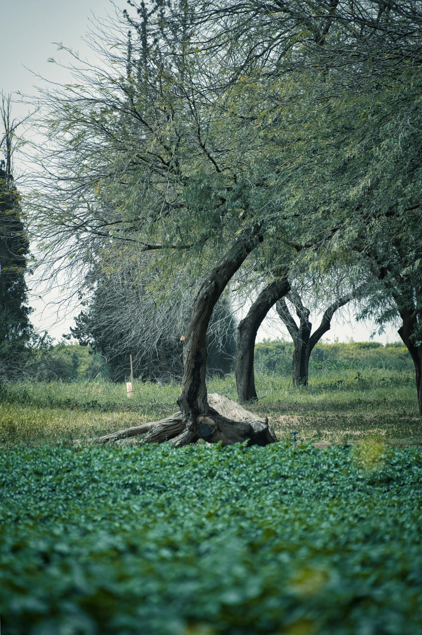 Bent Trees Photos, Download The BEST Free Bent Trees Stock Photos & HD ...