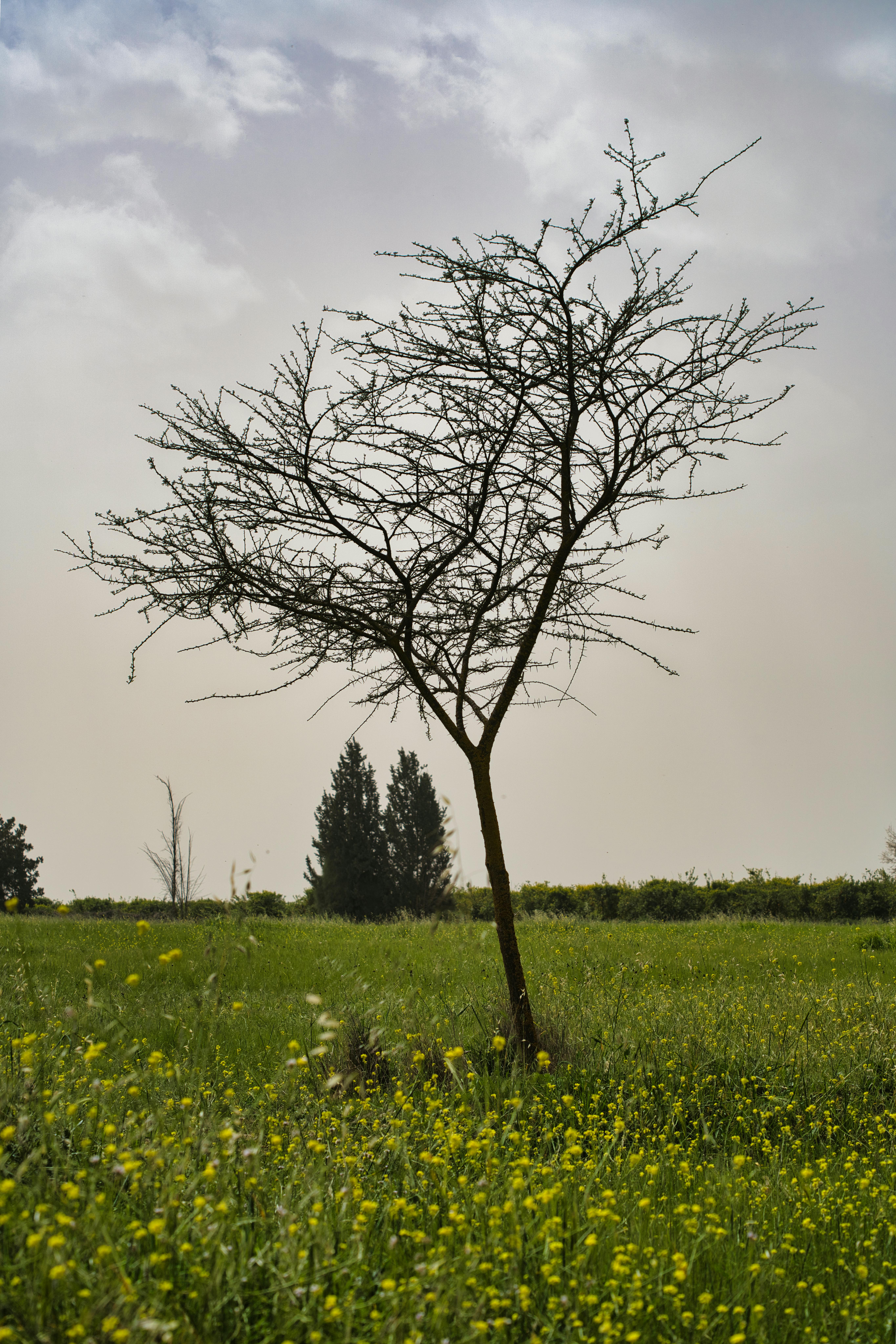 A Solitary Tree in the Countryside · Free Stock Photo