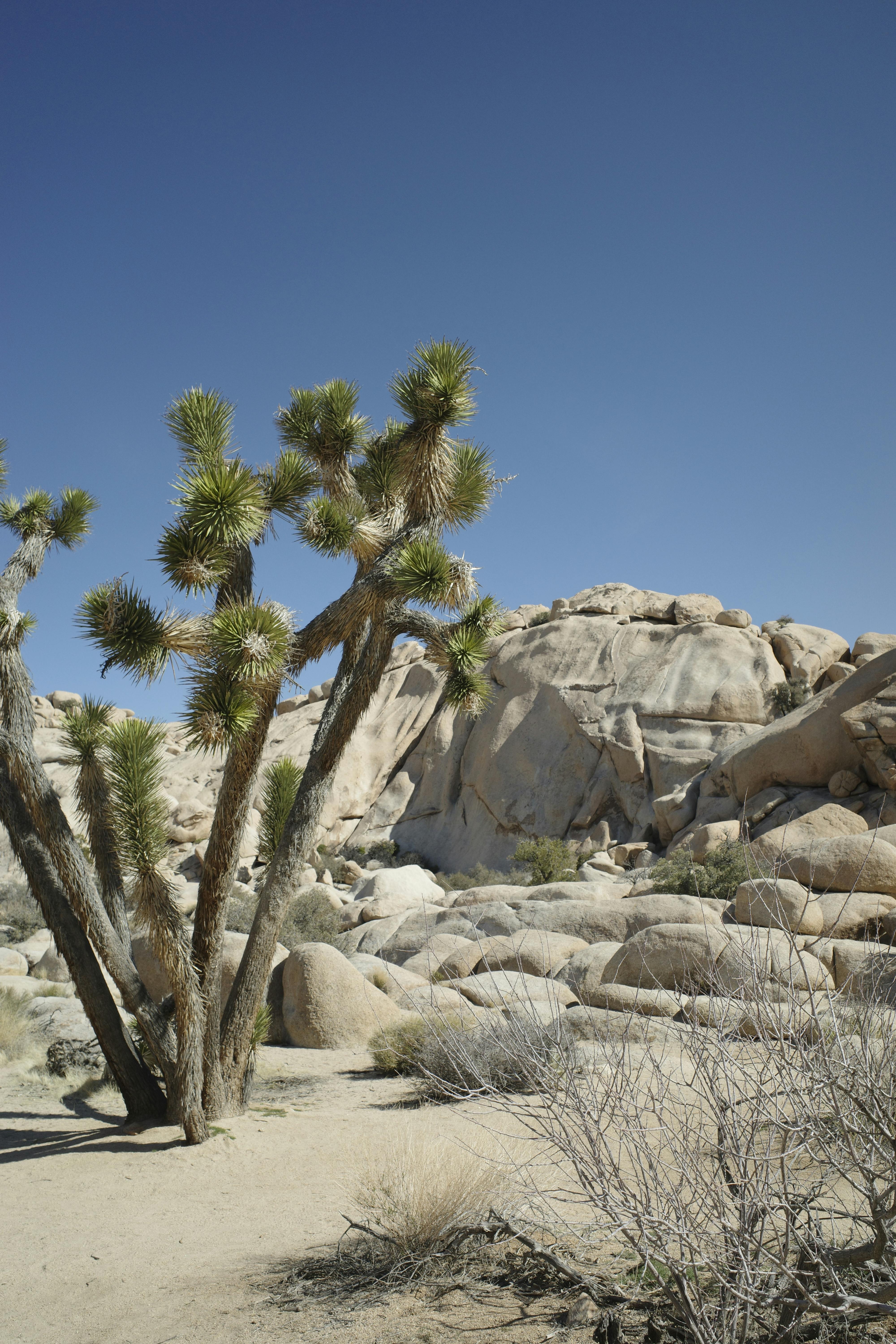 Joshua Tree National Park in California, United States · Free Stock Photo