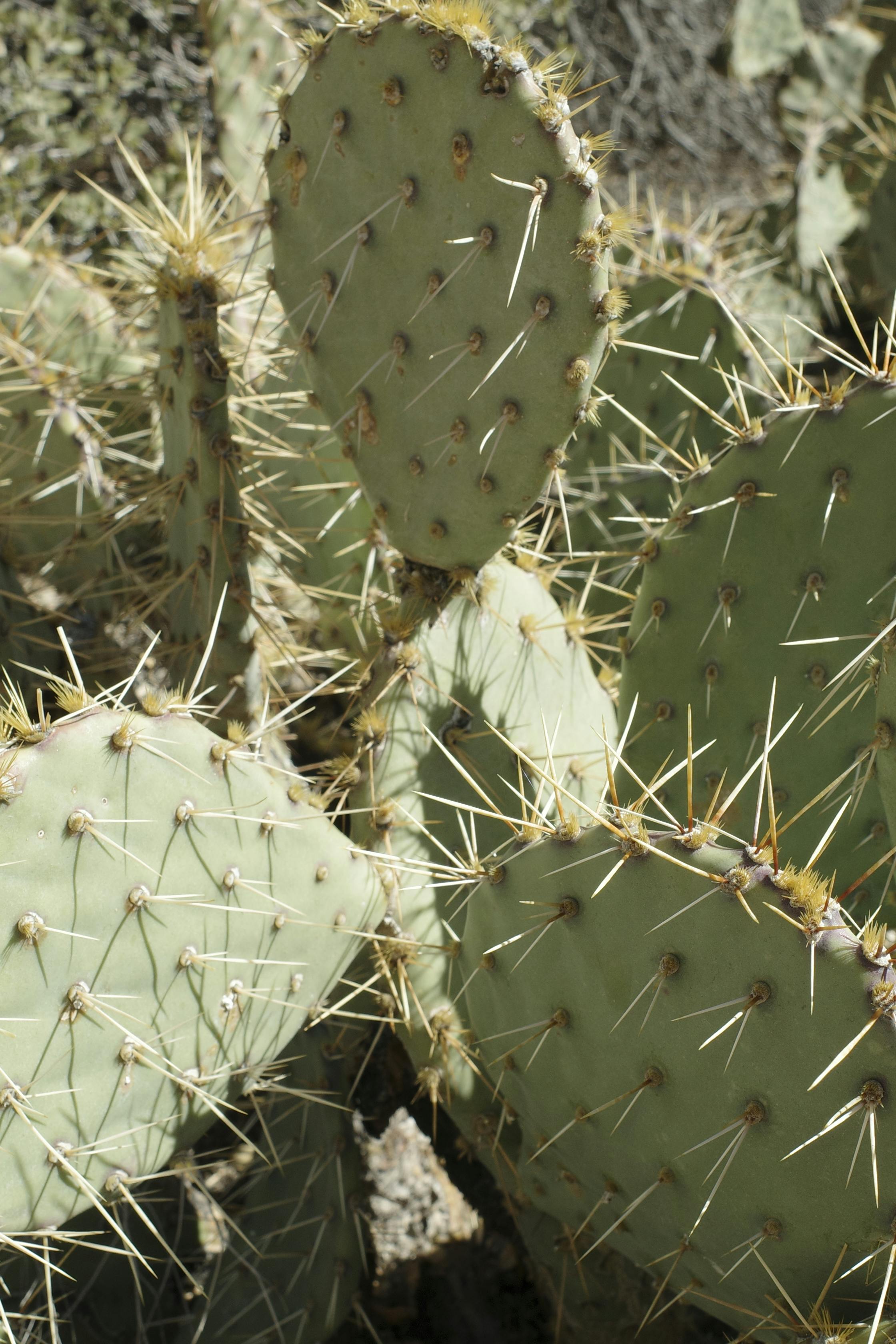 Cacti on a Balcony · Free Stock Photo