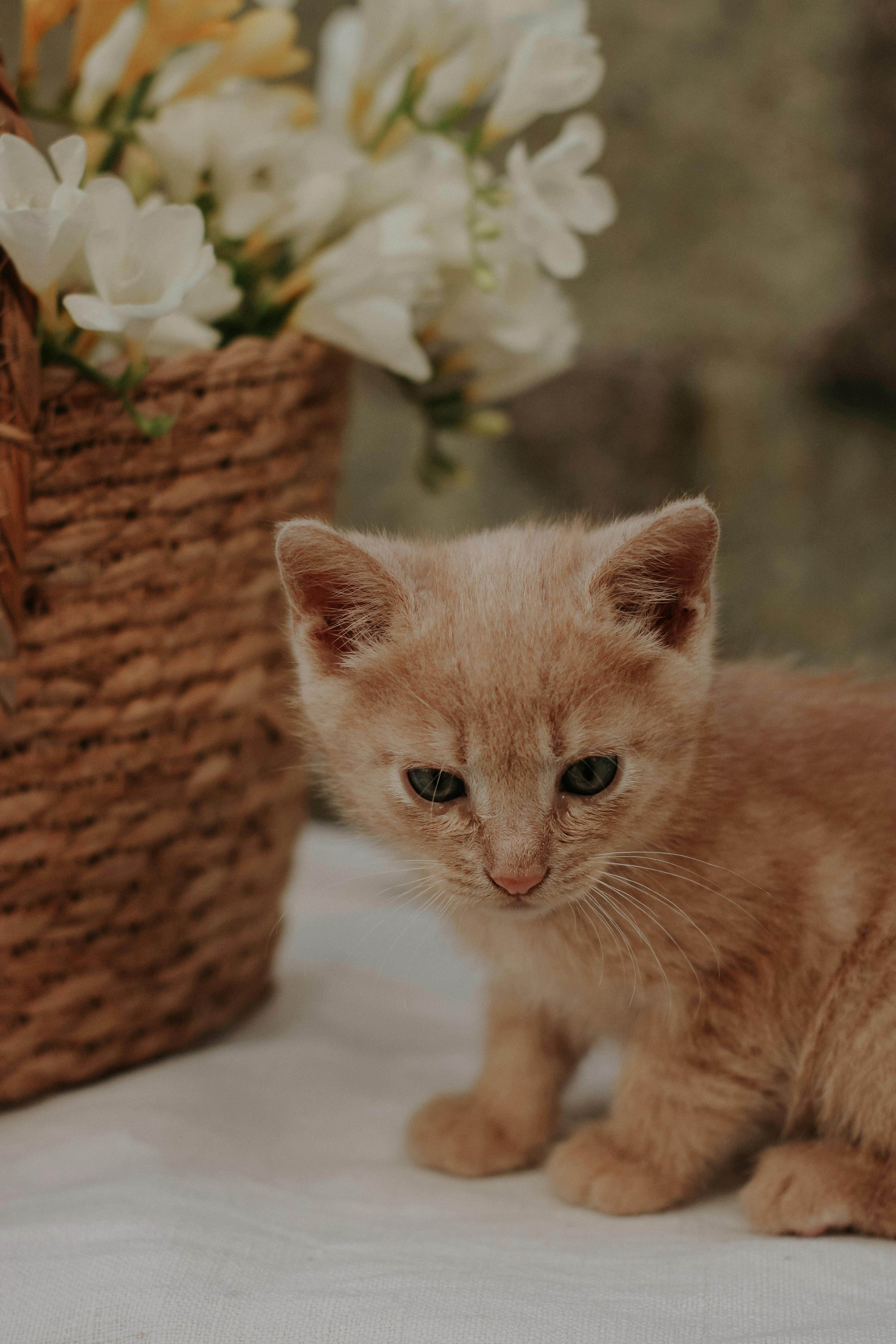 Super Cute Photos, Download The BEST Free Super Cute Stock Photos & HD ...