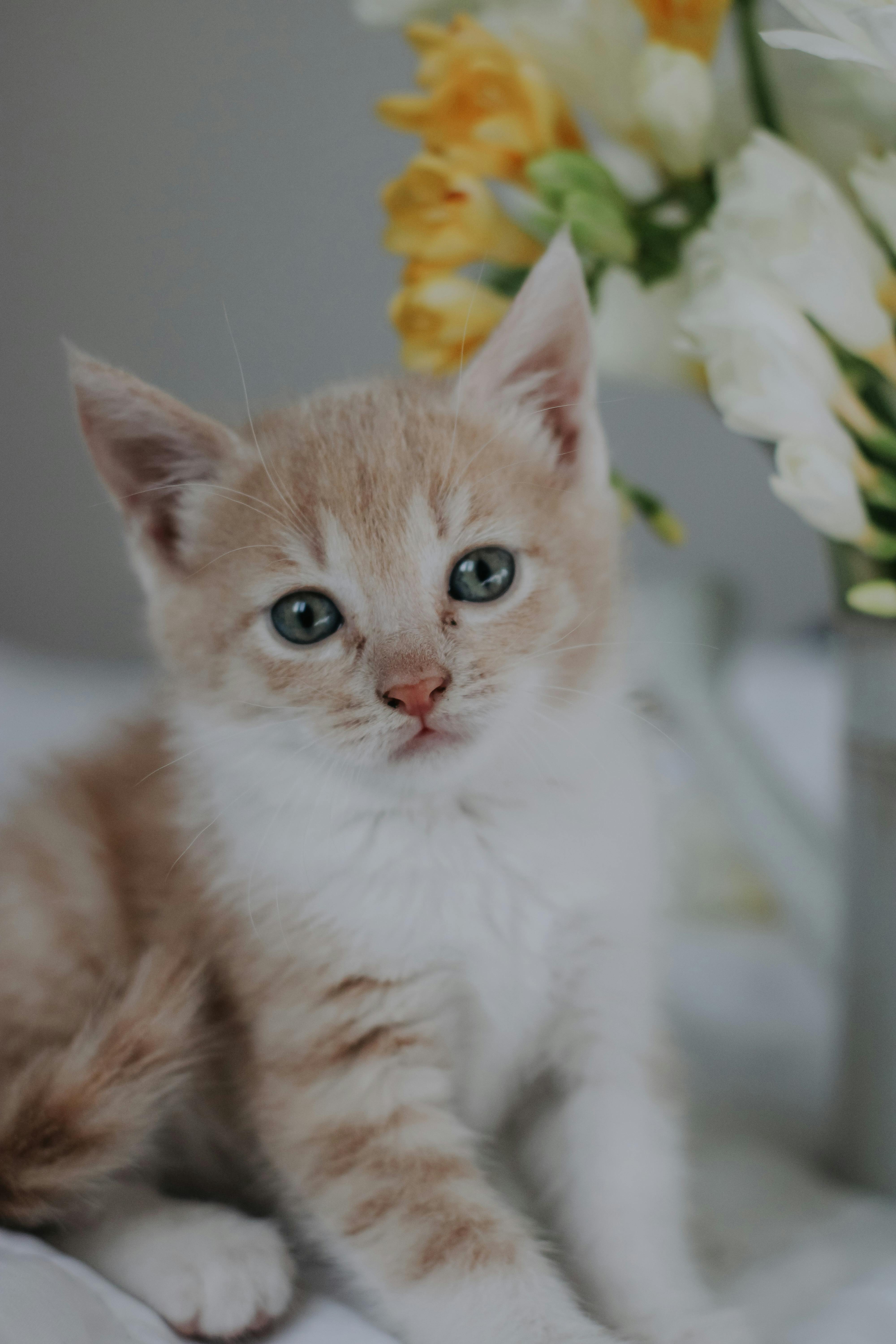 Photo of Adorable Bi-Colour Kitten · Free Stock Photo