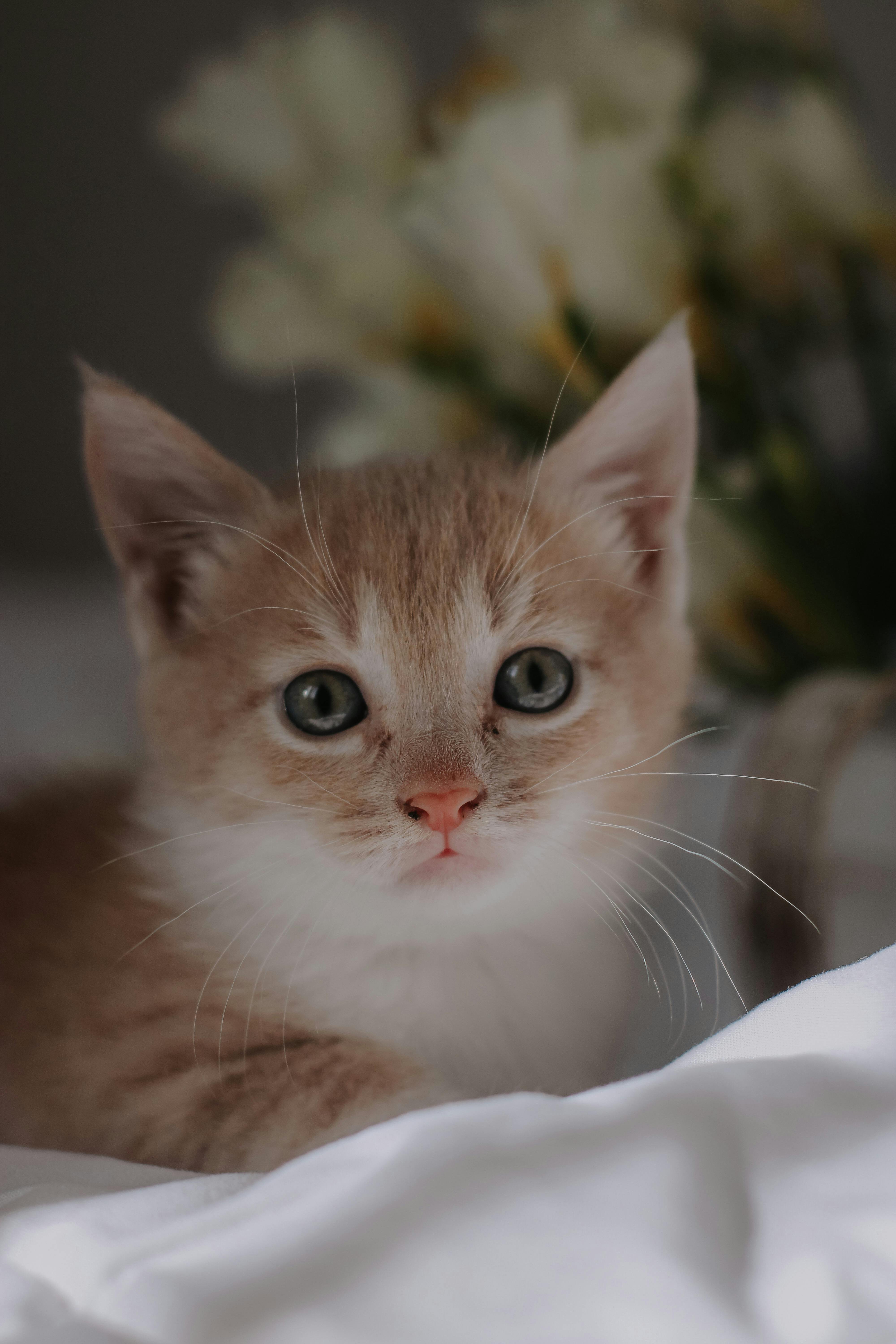 Cat Video Photos, Download The BEST Free Cat Video Stock Photos & HD Images