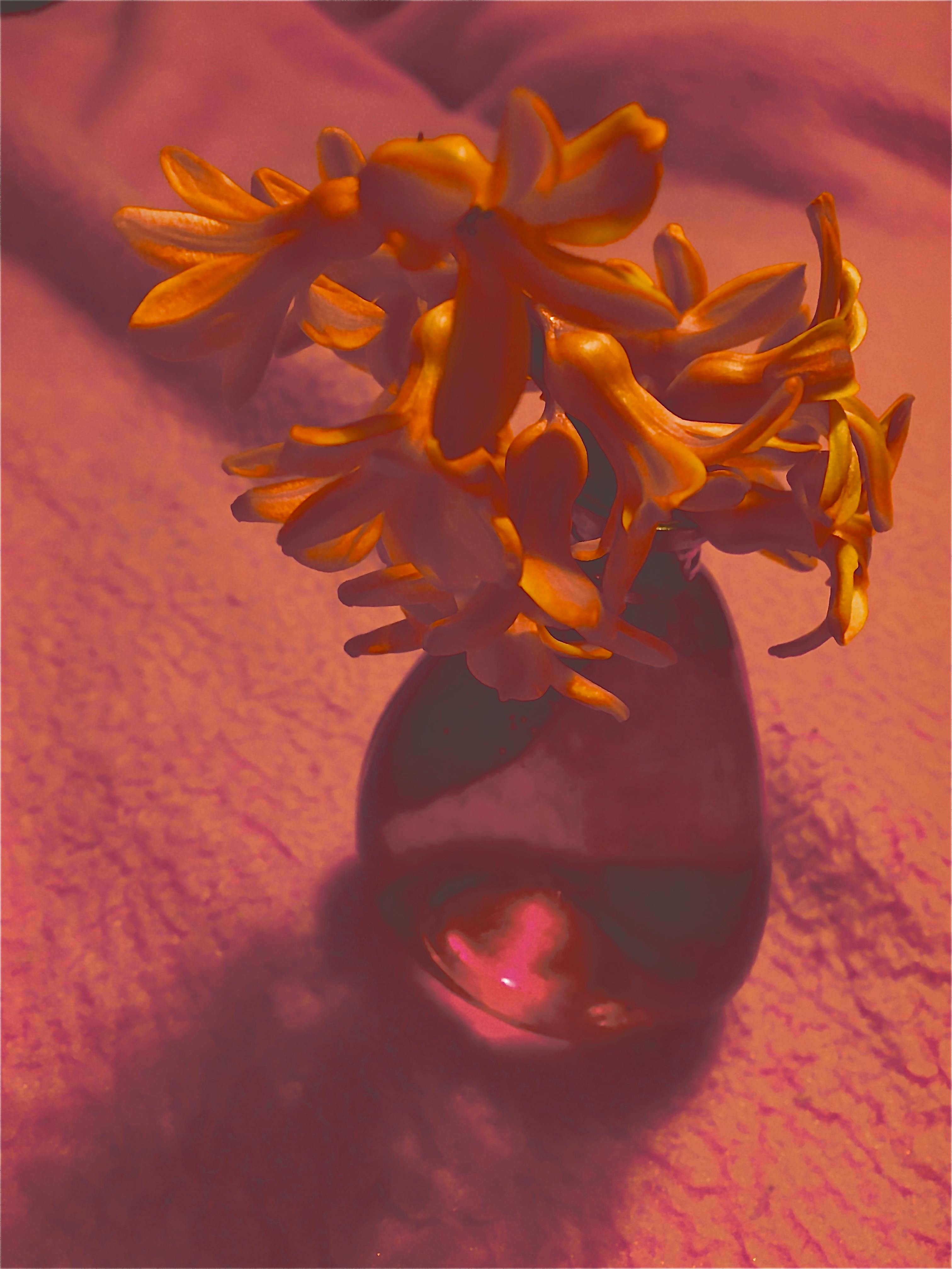 The Peony Boo - Photography