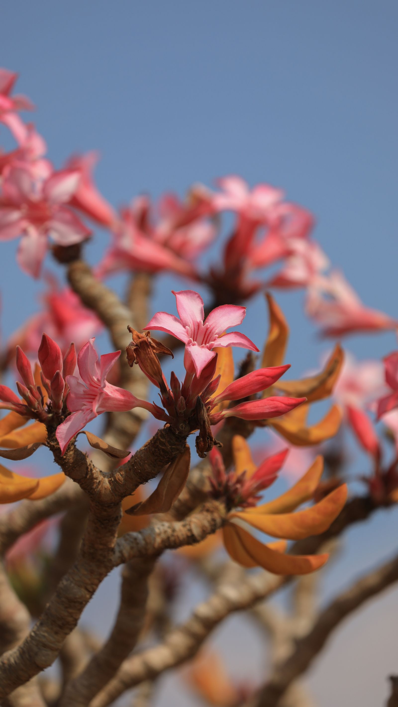 Dusty Pink Photos, Download The BEST Free Dusty Pink Stock Photos & HD ...