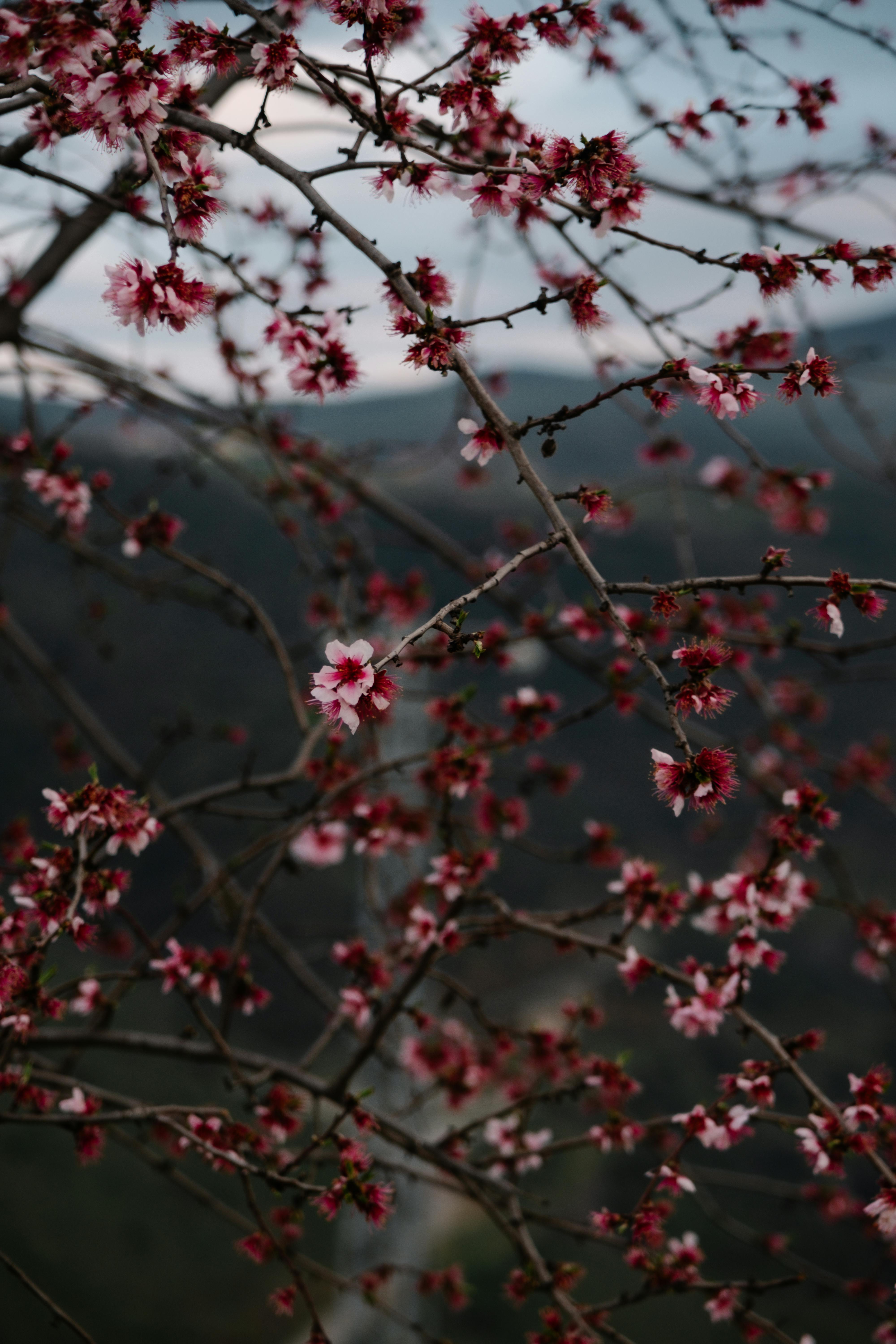 Nature Spring Photos, Download The BEST Free Nature Spring Stock Photos ...