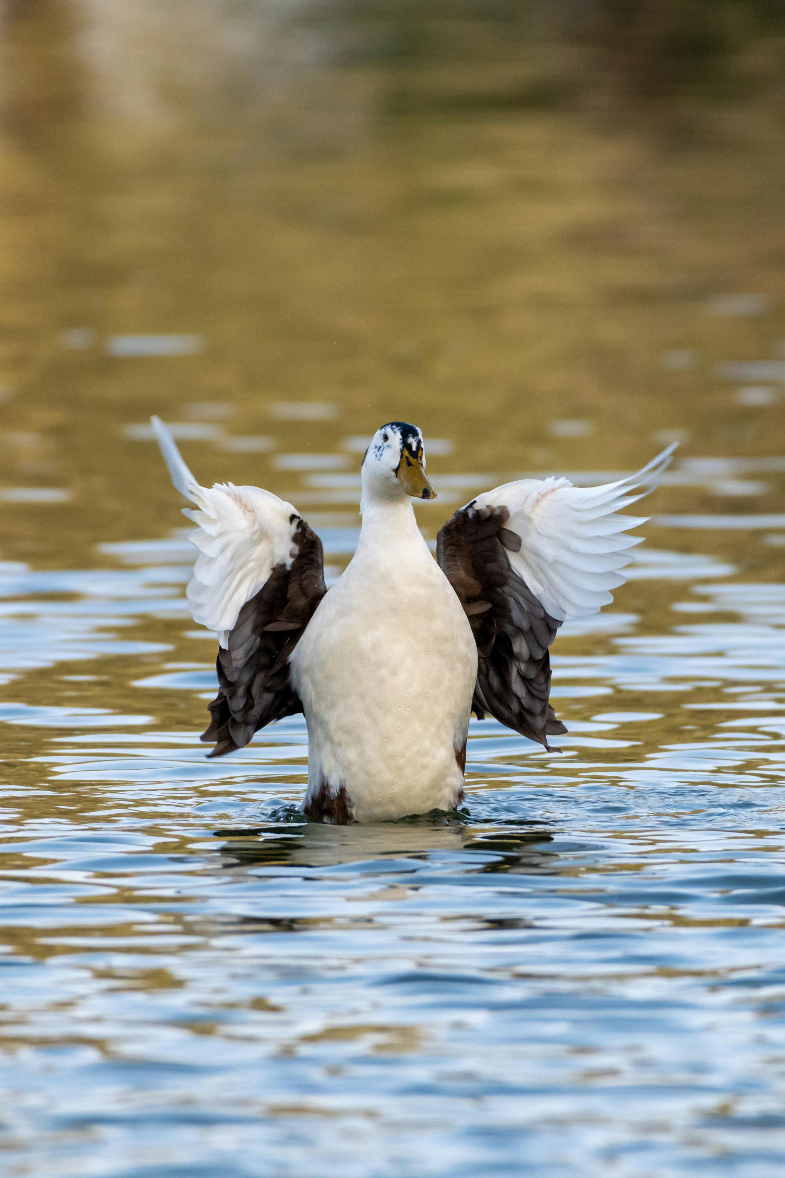6.000+ melhores imagens de Pato · Download 100% grátis · Fotos ...