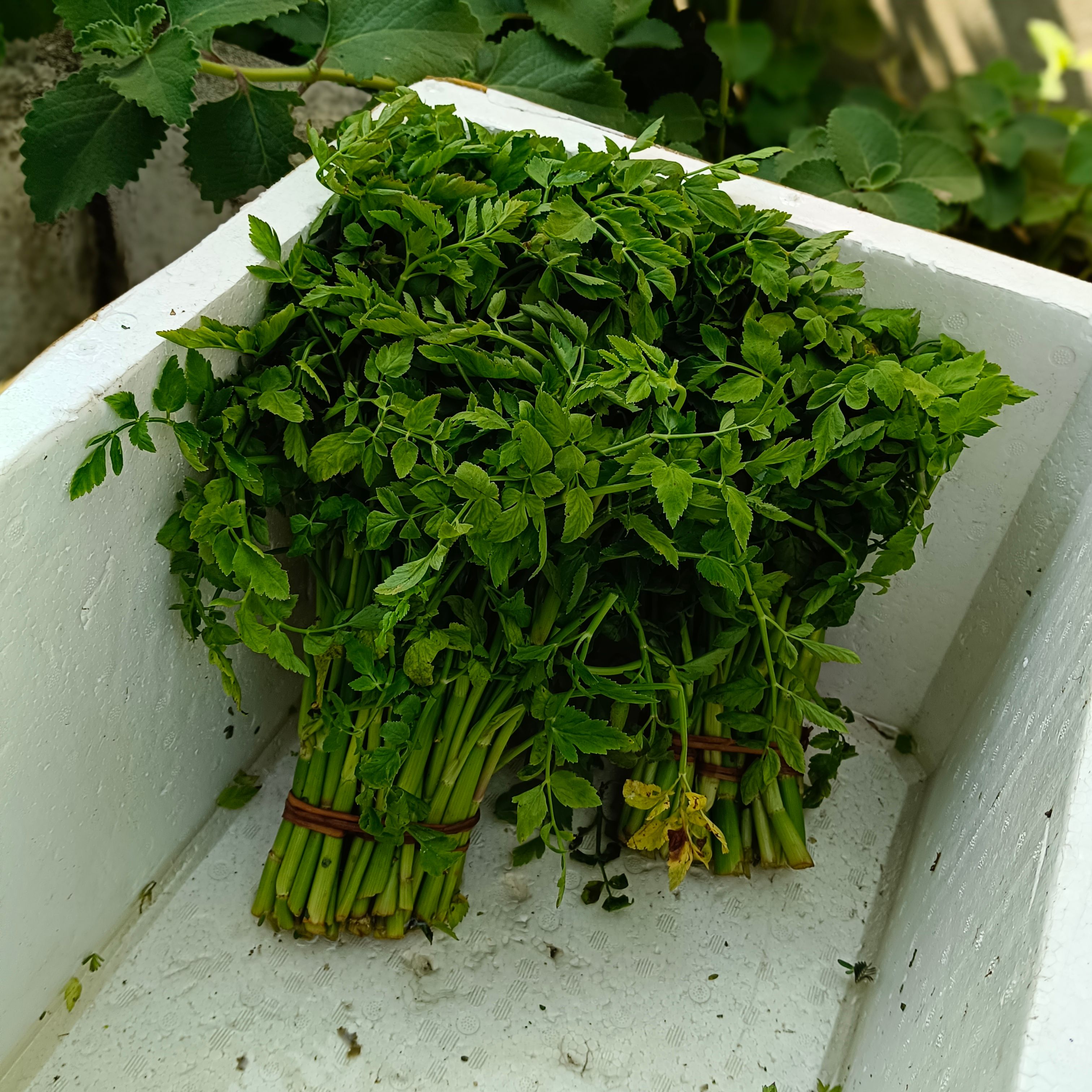 Celery Leaves Photos, Download The BEST Free Celery Leaves Stock Photos ...