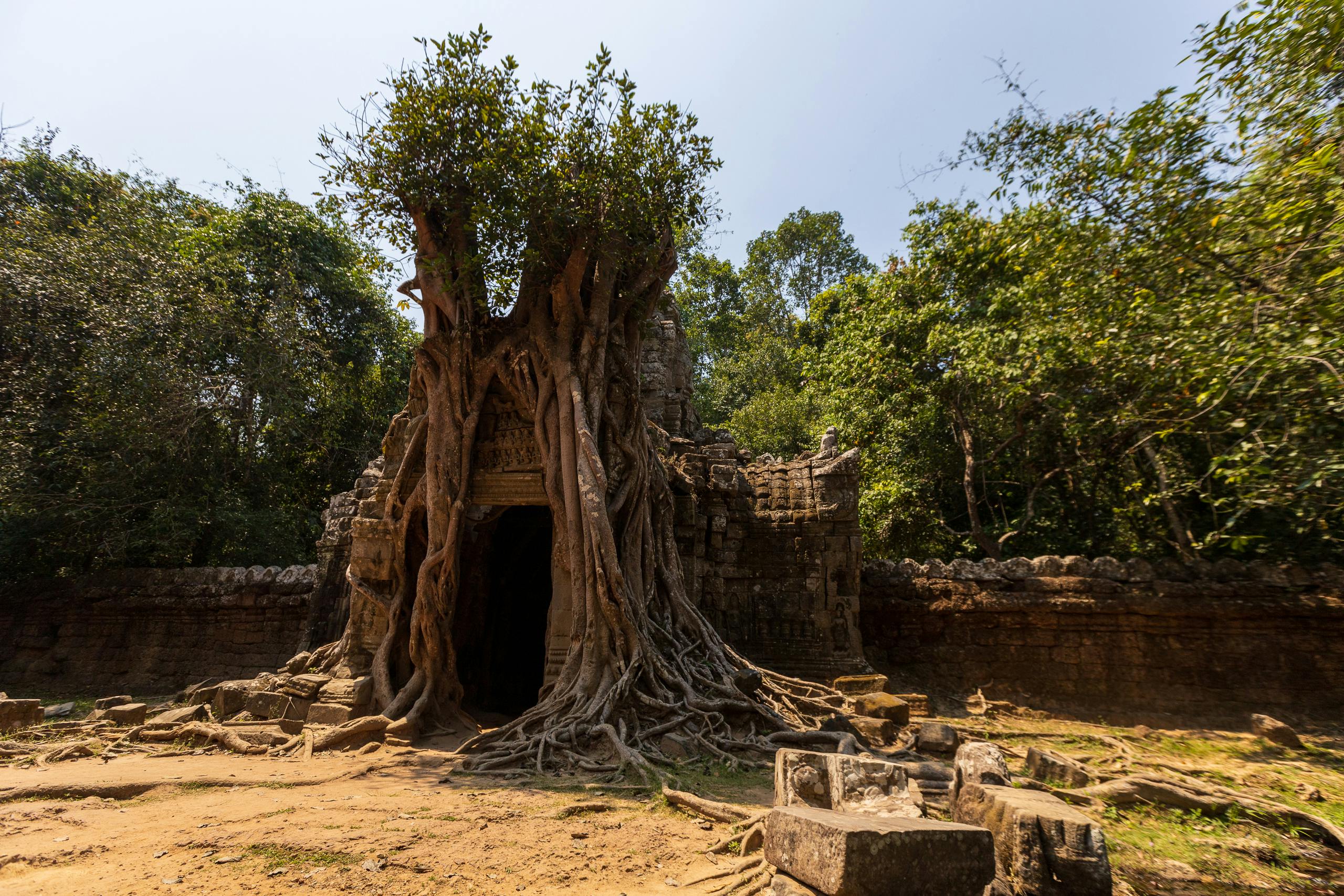Tree Covering the Passage · Free Stock Photo