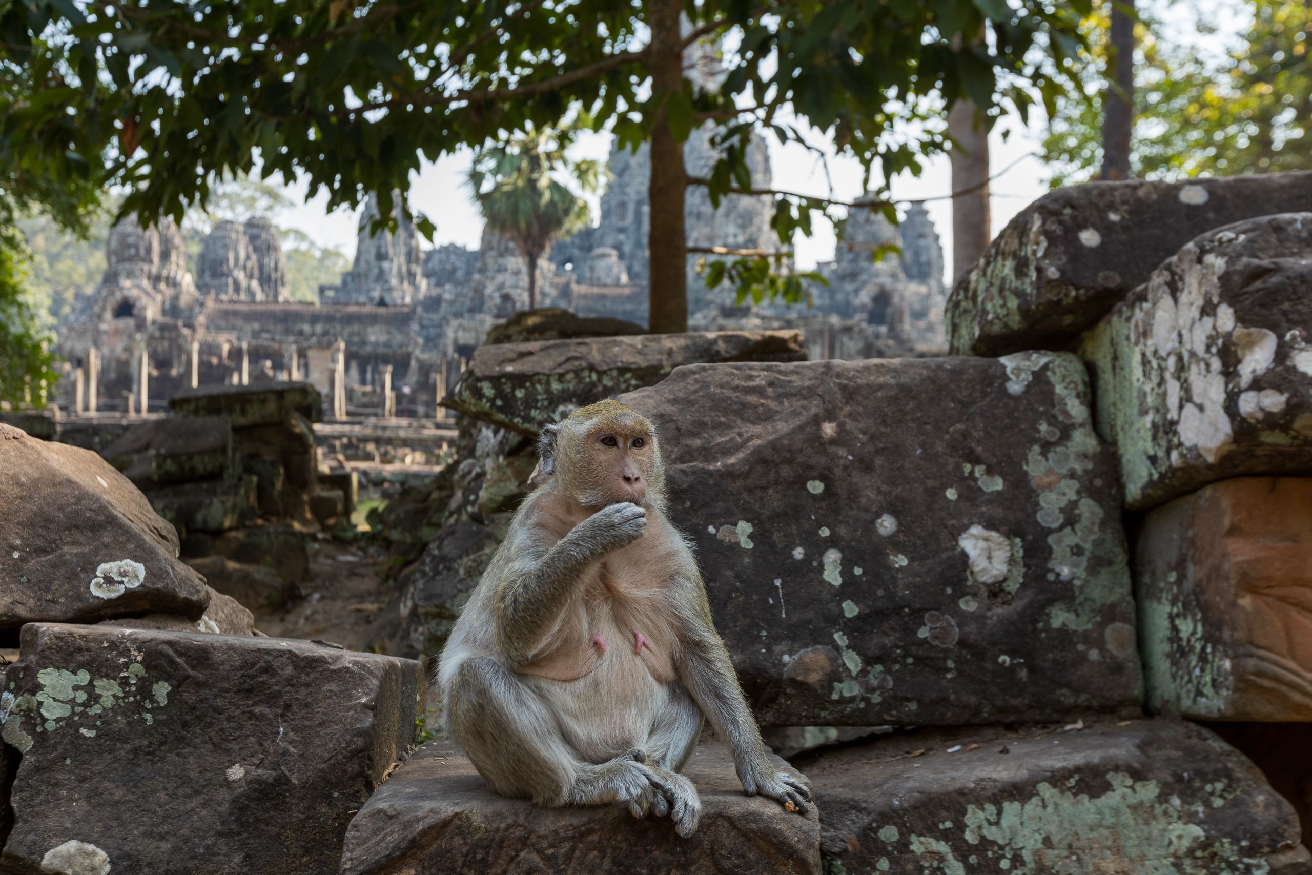 Close up of Sitting Monkey in Ruins · Free Stock Photo