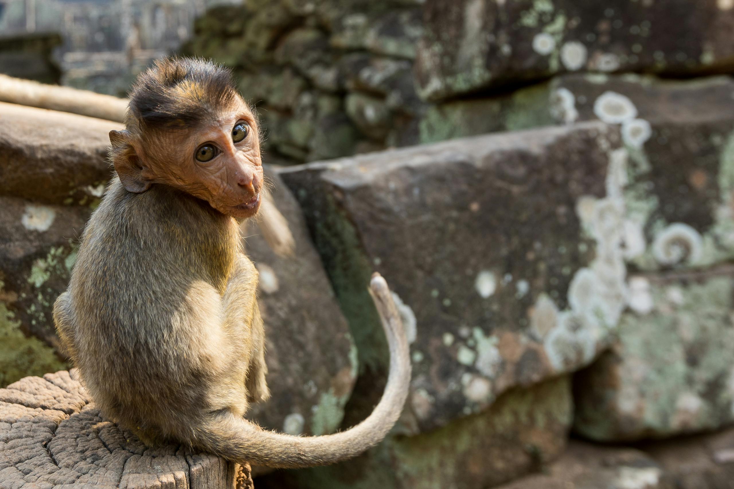 Monkey Sitting near Wall · Free Stock Photo