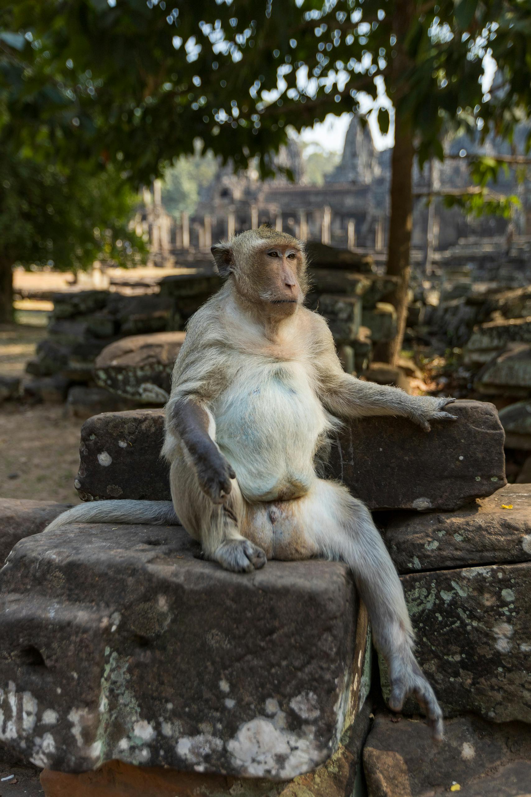 A Monkey Sitting in the Temple Ruins in the Angkor Wat Complex, Siem Reap, Cambodia · Free Stock ...