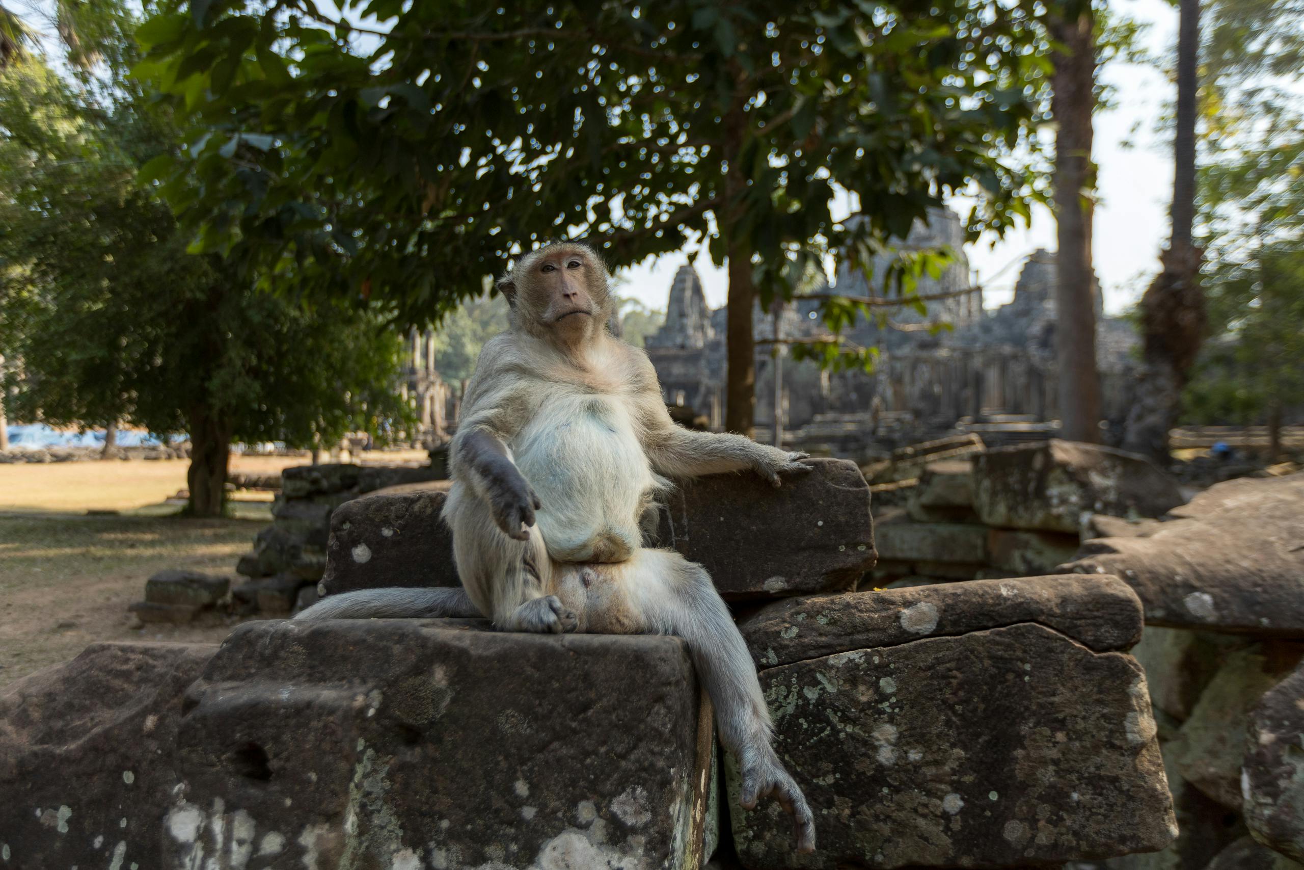 A Monkey Sitting in the Temple Ruins in the Angkor Wat, Siem Reap, Cambodia · Free Stock Photo