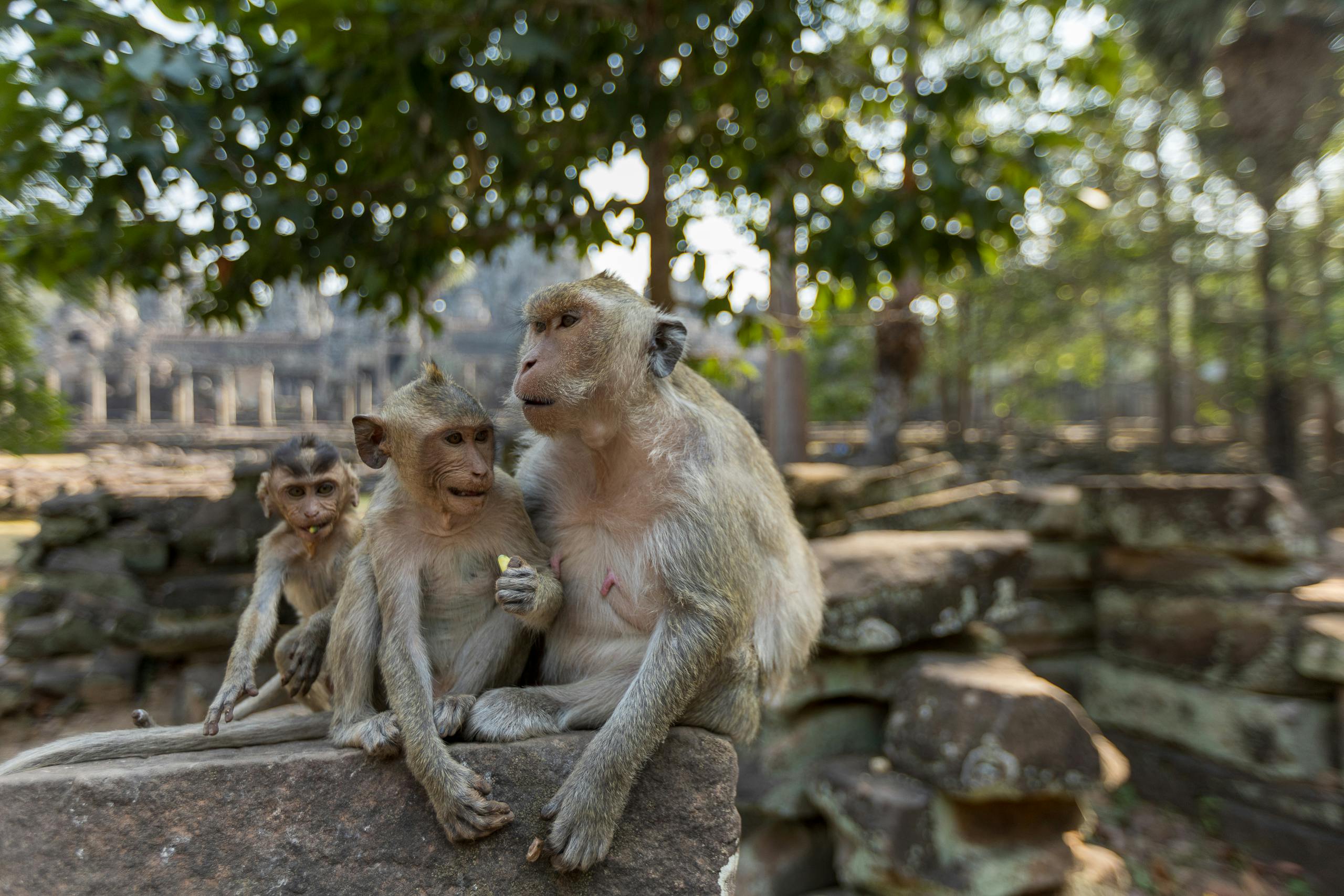 3 Monkeys on Brown Wooden Palette · Free Stock Photo