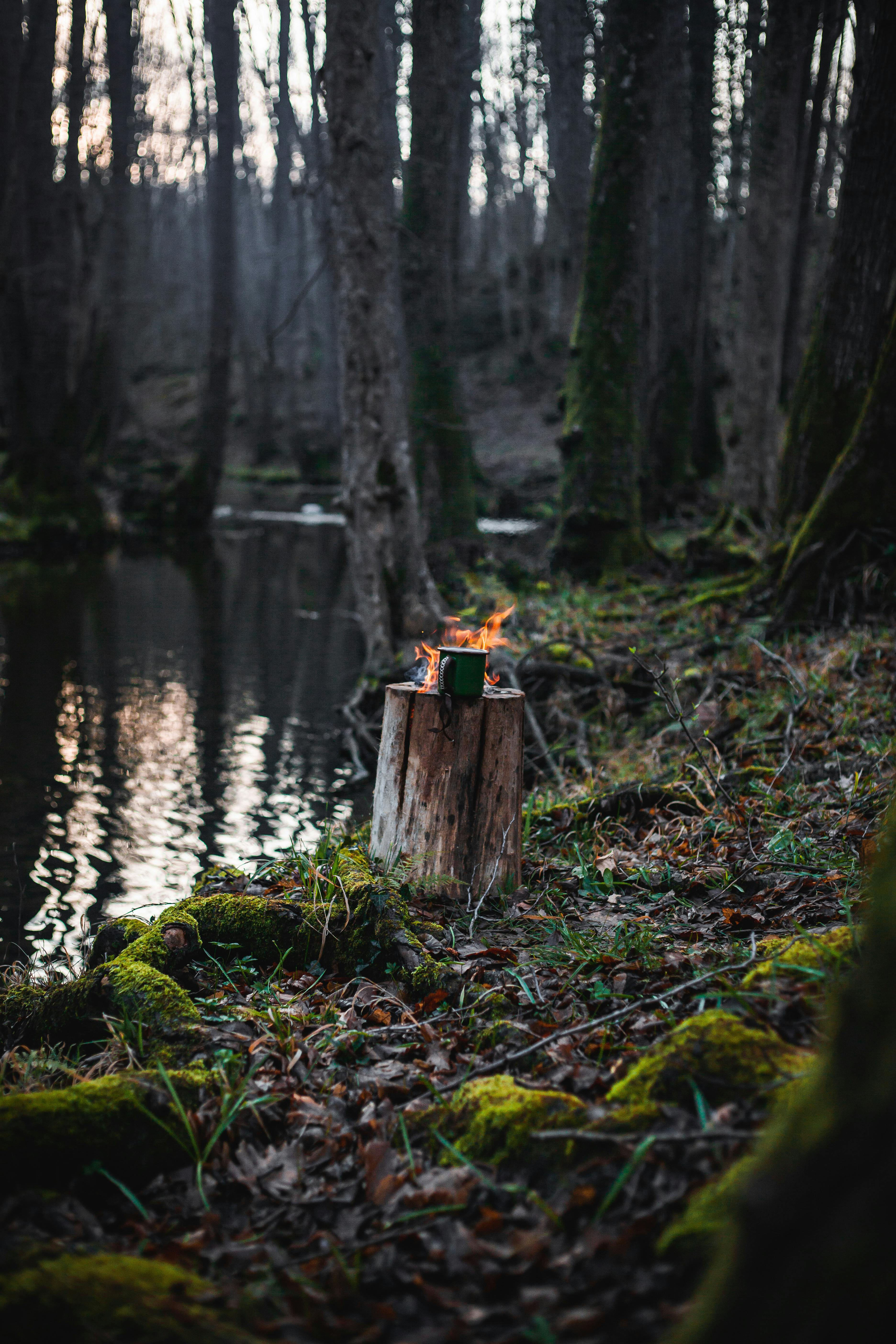 Bonfire with Kettle on Tree Trunk · Free Stock Photo