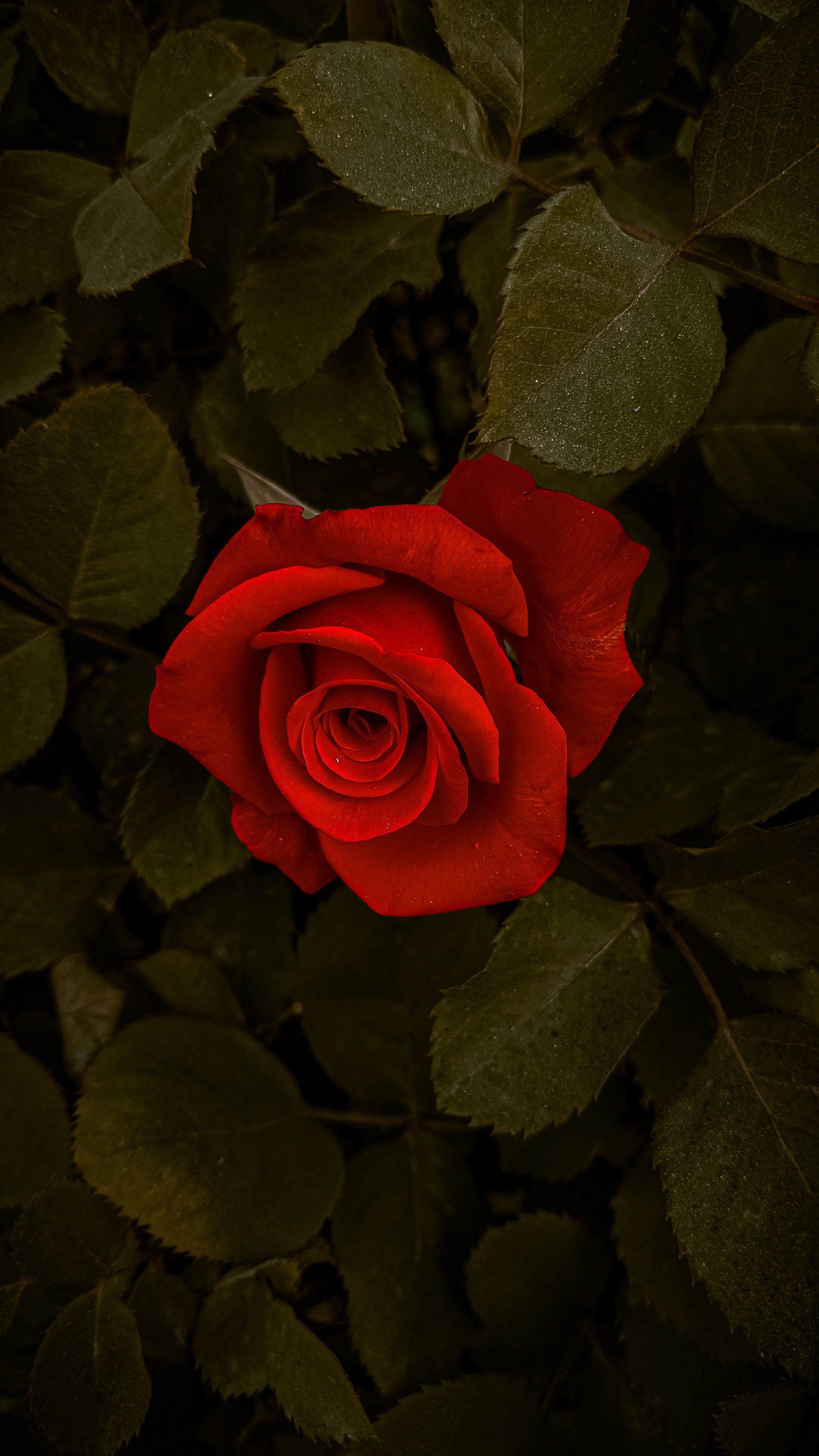 Rose Of Venus Photos, Download The BEST Free Rose Of Venus Stock Photos ...