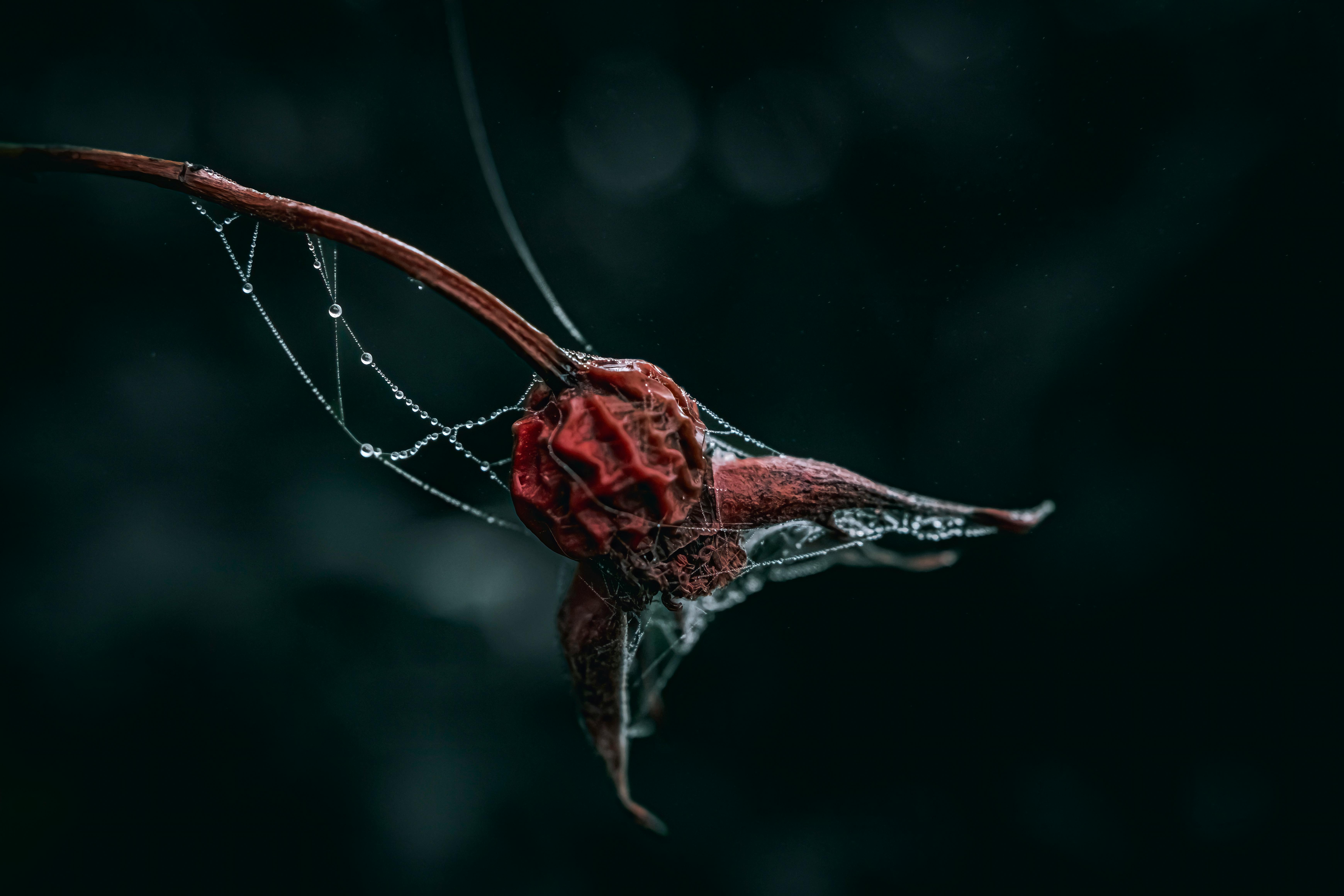 Close-up of a Dry Flower Covered in Spiderweb · Free Stock Photo